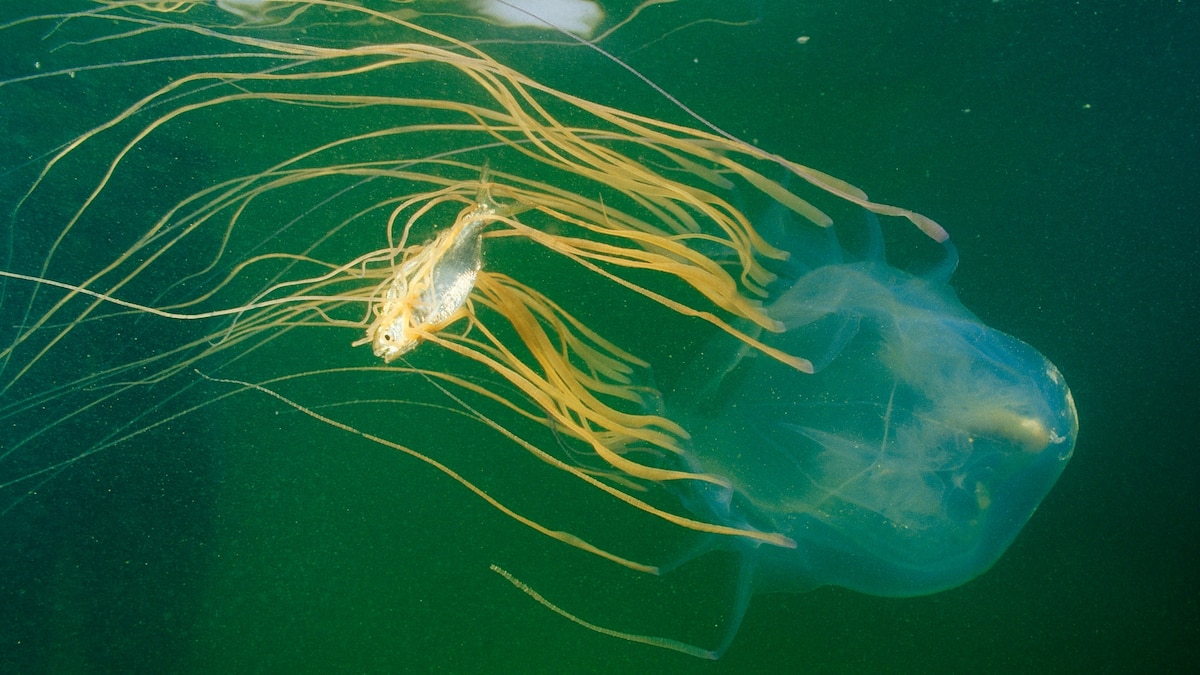 Secret Lives of Jellyfish: Robots, Genetics, and World Domination ...