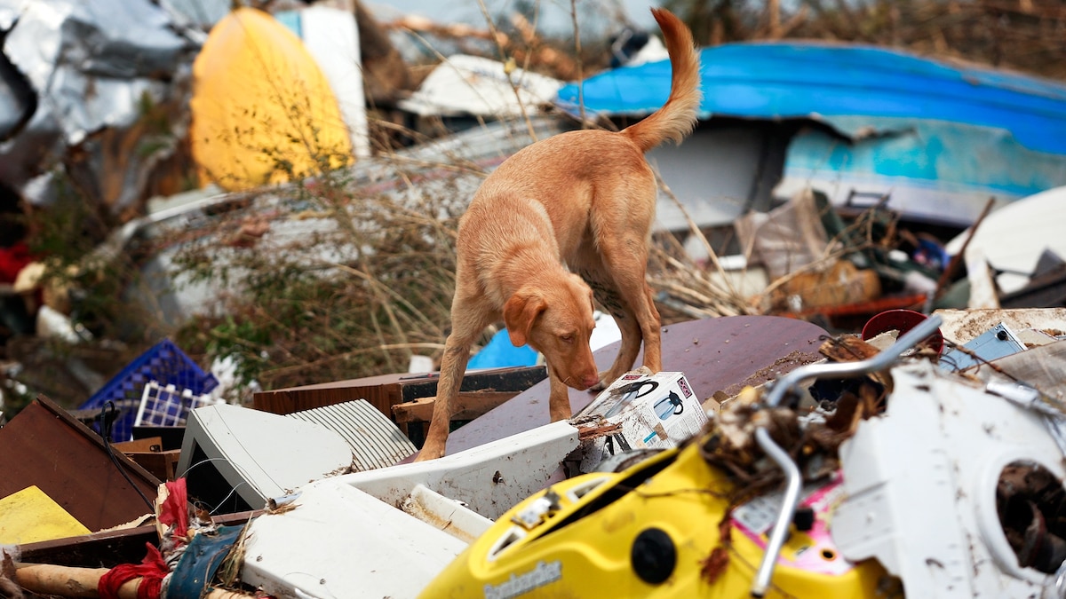 Q&A: What Makes a Good Cadaver Dog? | National Geographic