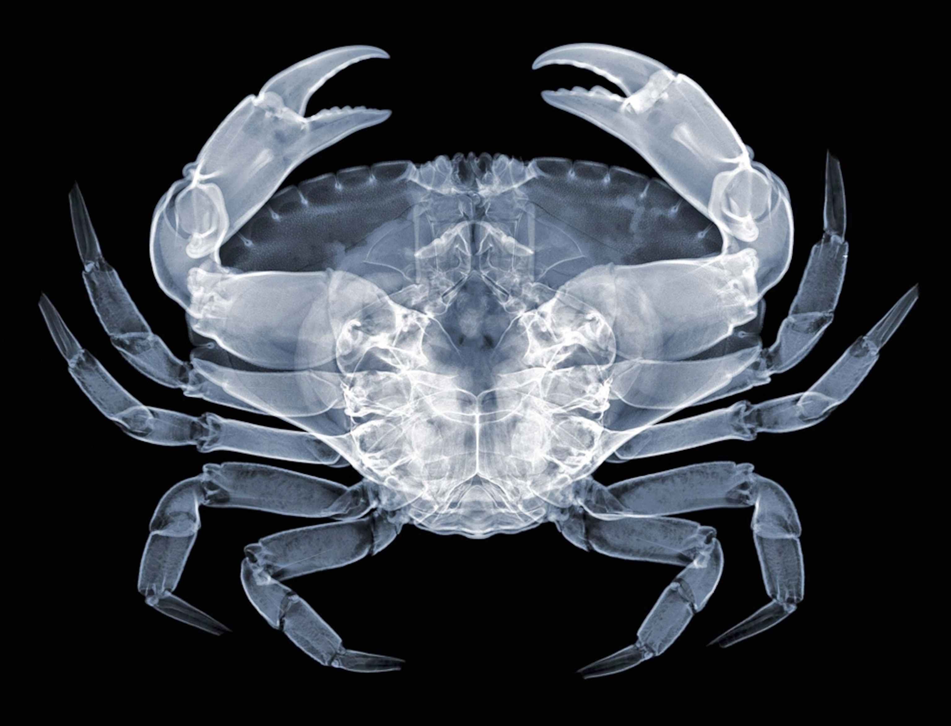 Photos: X-Ray History—Hidden Kittens, Quackery, and More | National ...