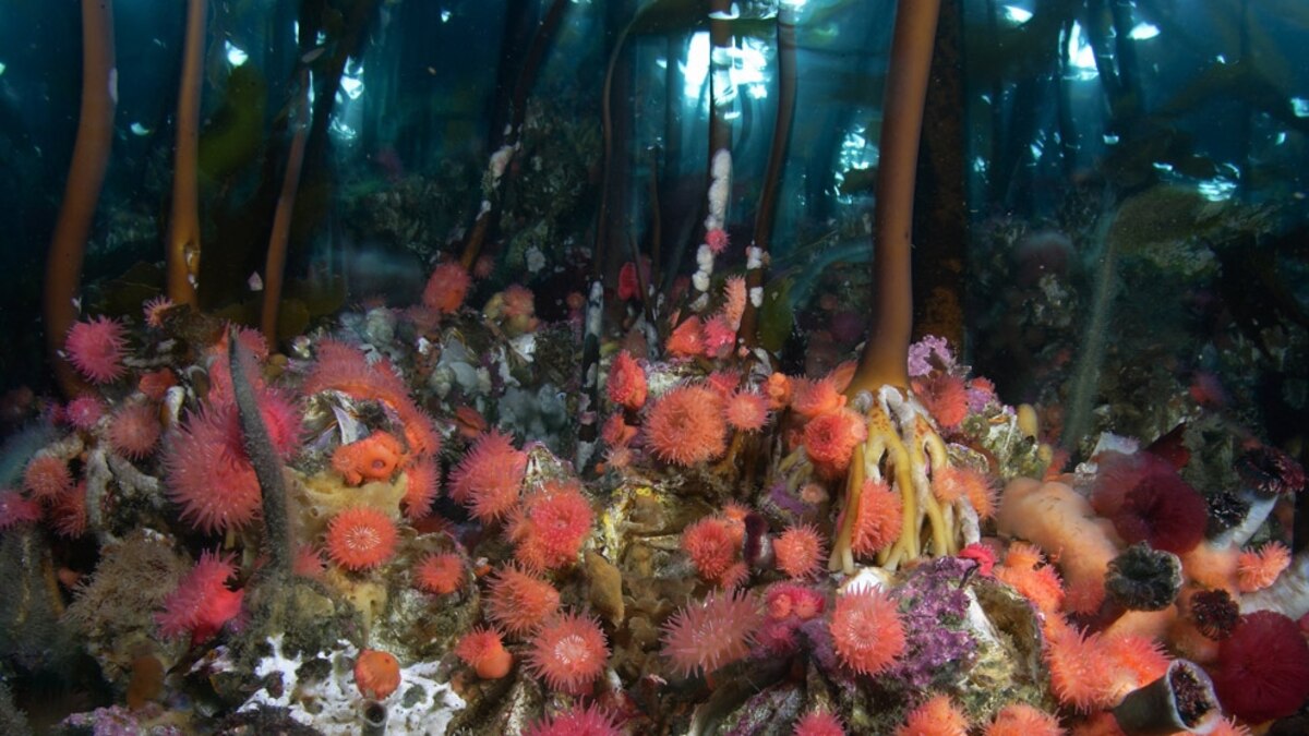 Vancouver Island, Marine Life, British Columbia - National Geographic ...
