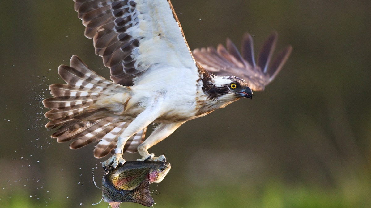 Atop Food Chain, Ospreys Ingest Many Poisons, Revealing Environmental ...