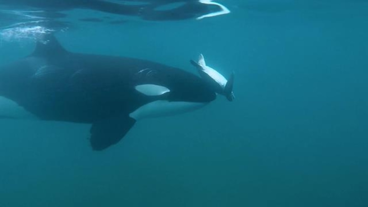 In Rare Video, Young Orcas Learn to Hunt Sea Turtles | National Geographic