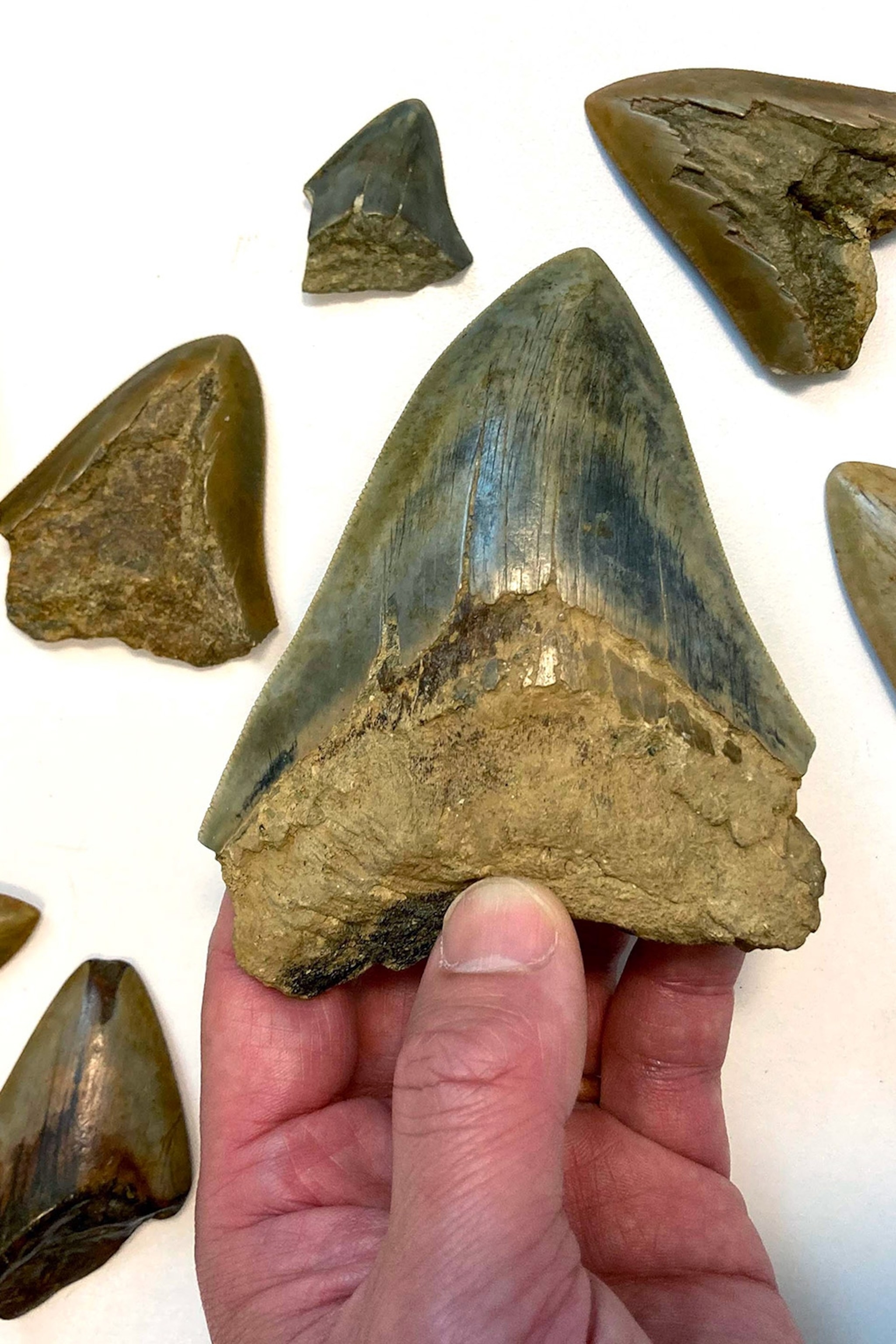 Puffer Fish Teeth Fossil