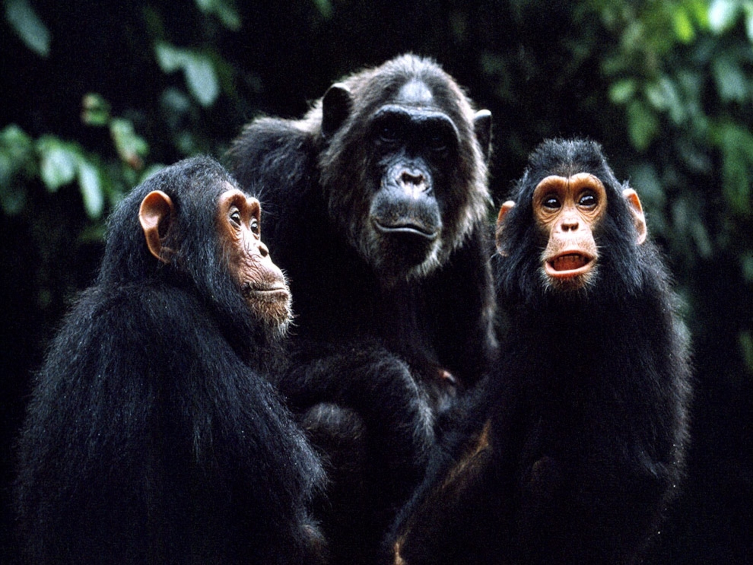 Chimp Pictures - Animal Wallpapers - National Geographic