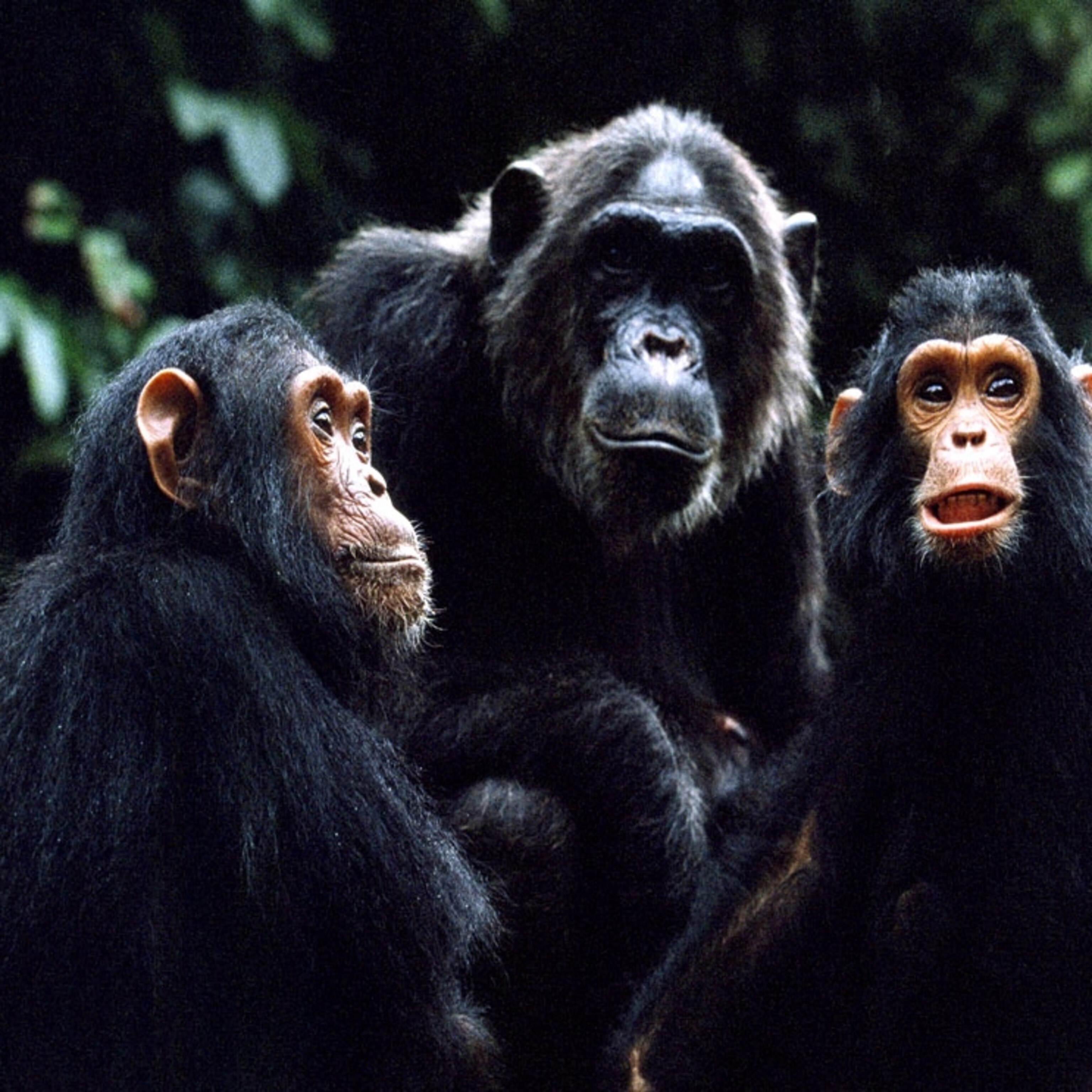 National Geographic Humanzee