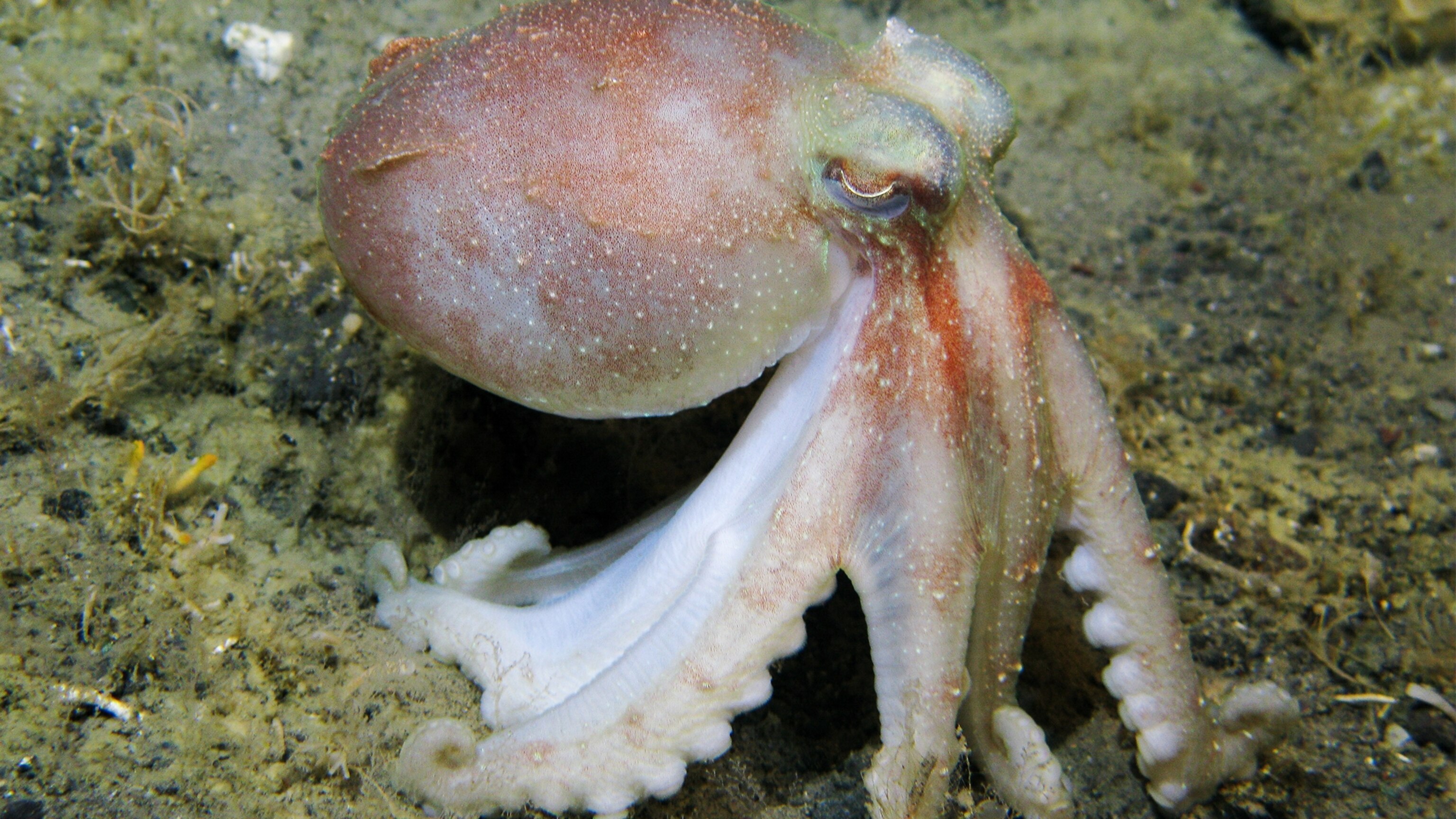 Antarctic Octopus