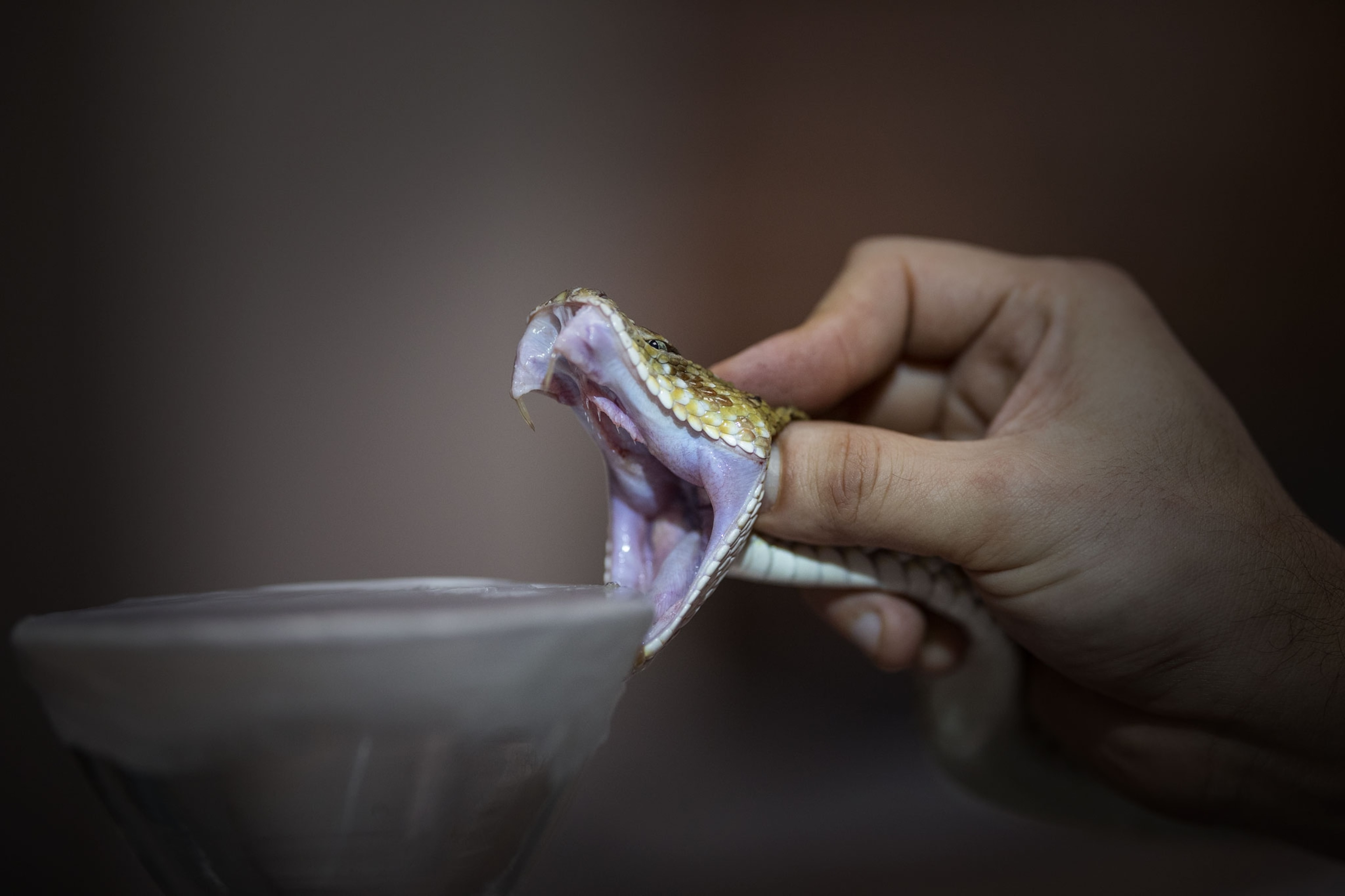 How Mexico revolutionized the science of antivenom