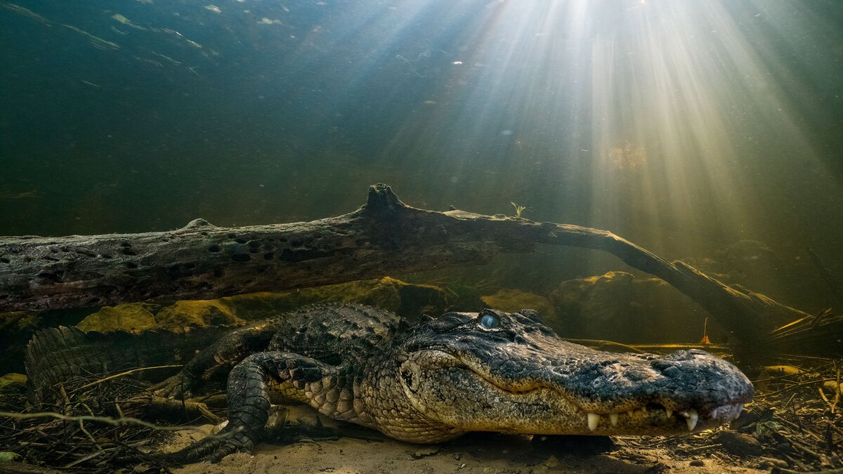 The Strangest Deep-Sea Creatures Washed Ashore by Hurricanes | National ...