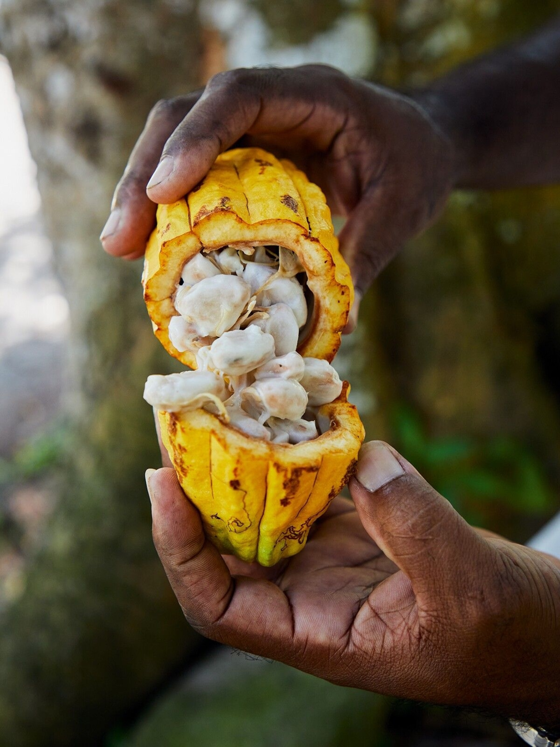 Uncovering St Lucia's natural wonders, from volcanic spas to storied ...