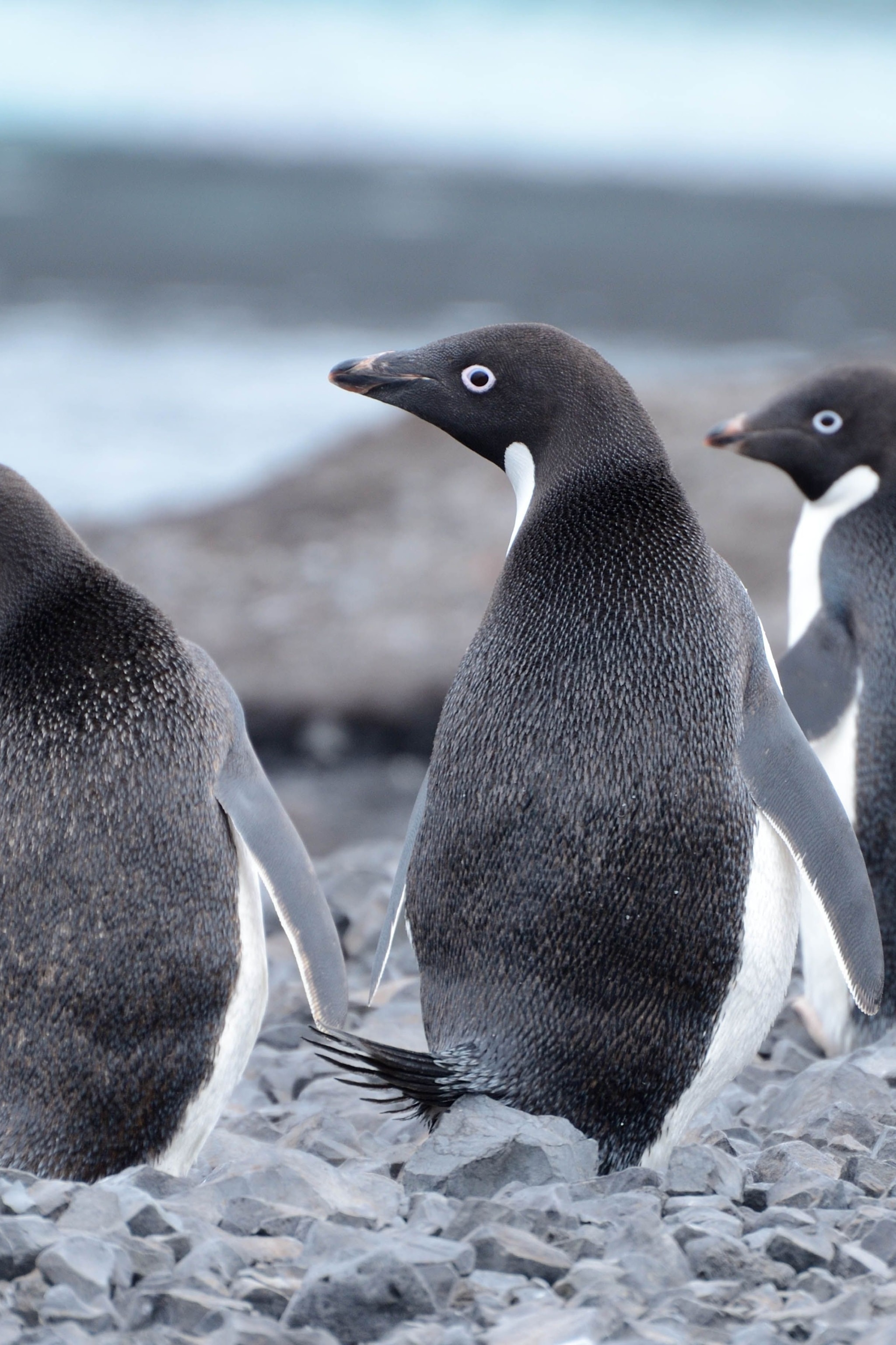 Adelie Penguin Chick