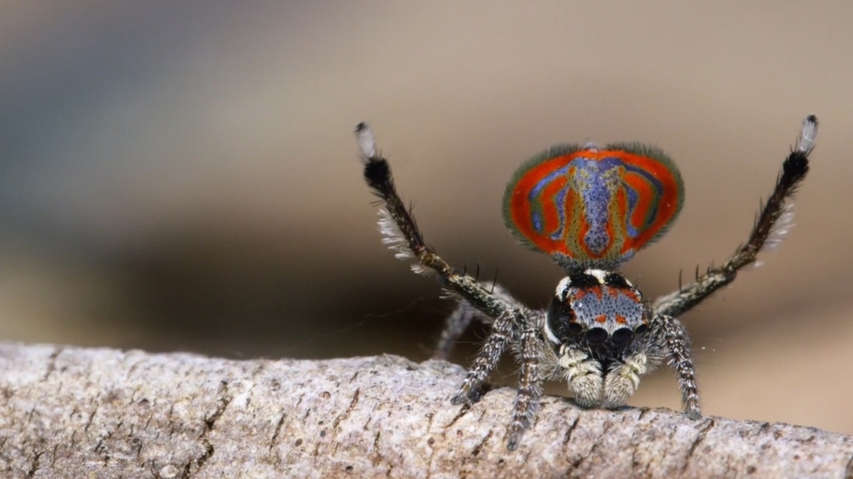 Behold Sparklemuffin and Skeletorus, New Peacock Spiders | National ...