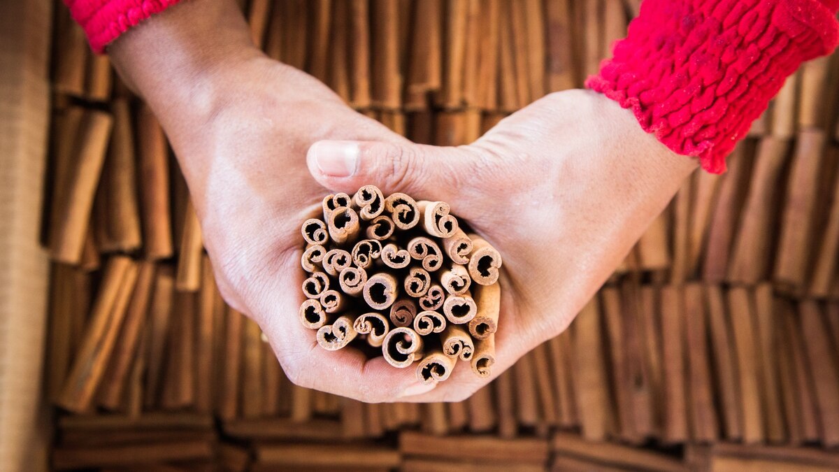 Capturing the Cinnamon Harvest in Sumatra | National Geographic
