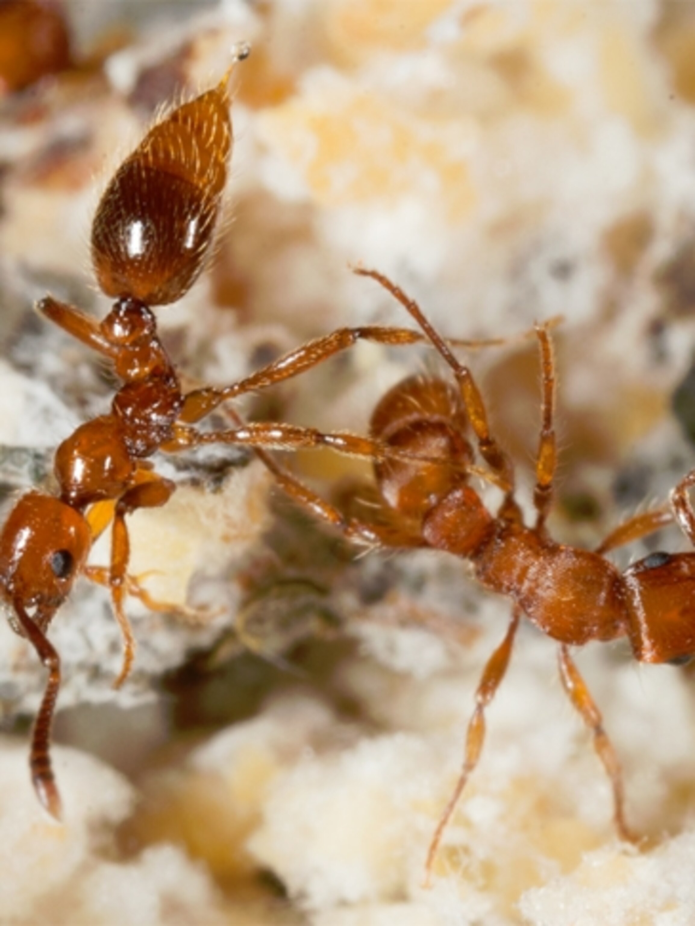 Army Ants Attacking Animals