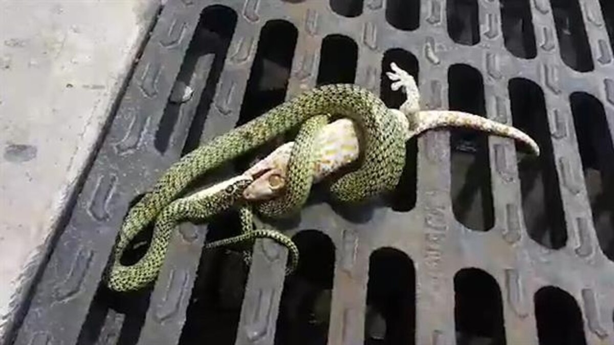 2017's 6 Epic Animal Battles | National Geographic