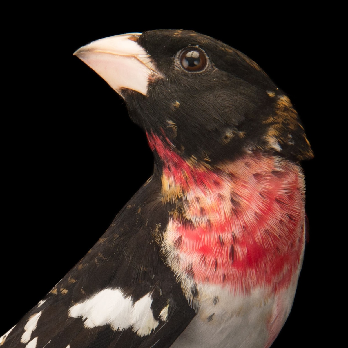 Rose-Breasted Grosbeak | National Geographic