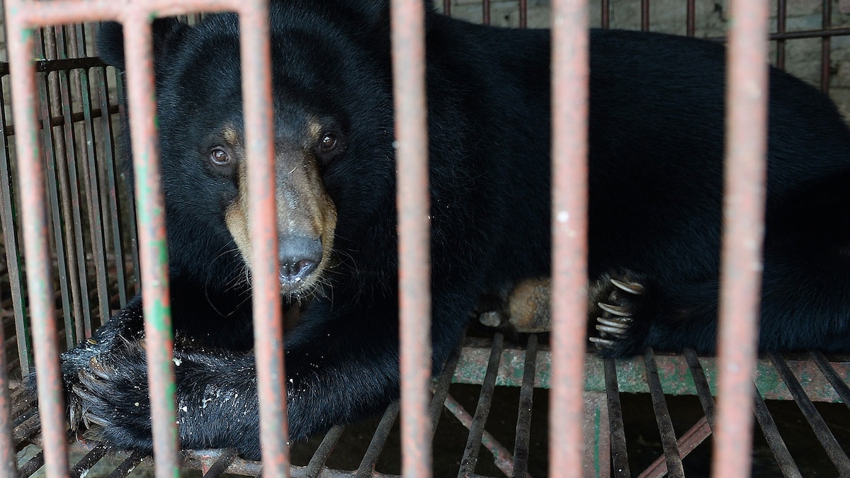 As Vietnam's Bear Bile Farm Industry Crashes, Captive Animals at Risk ...
