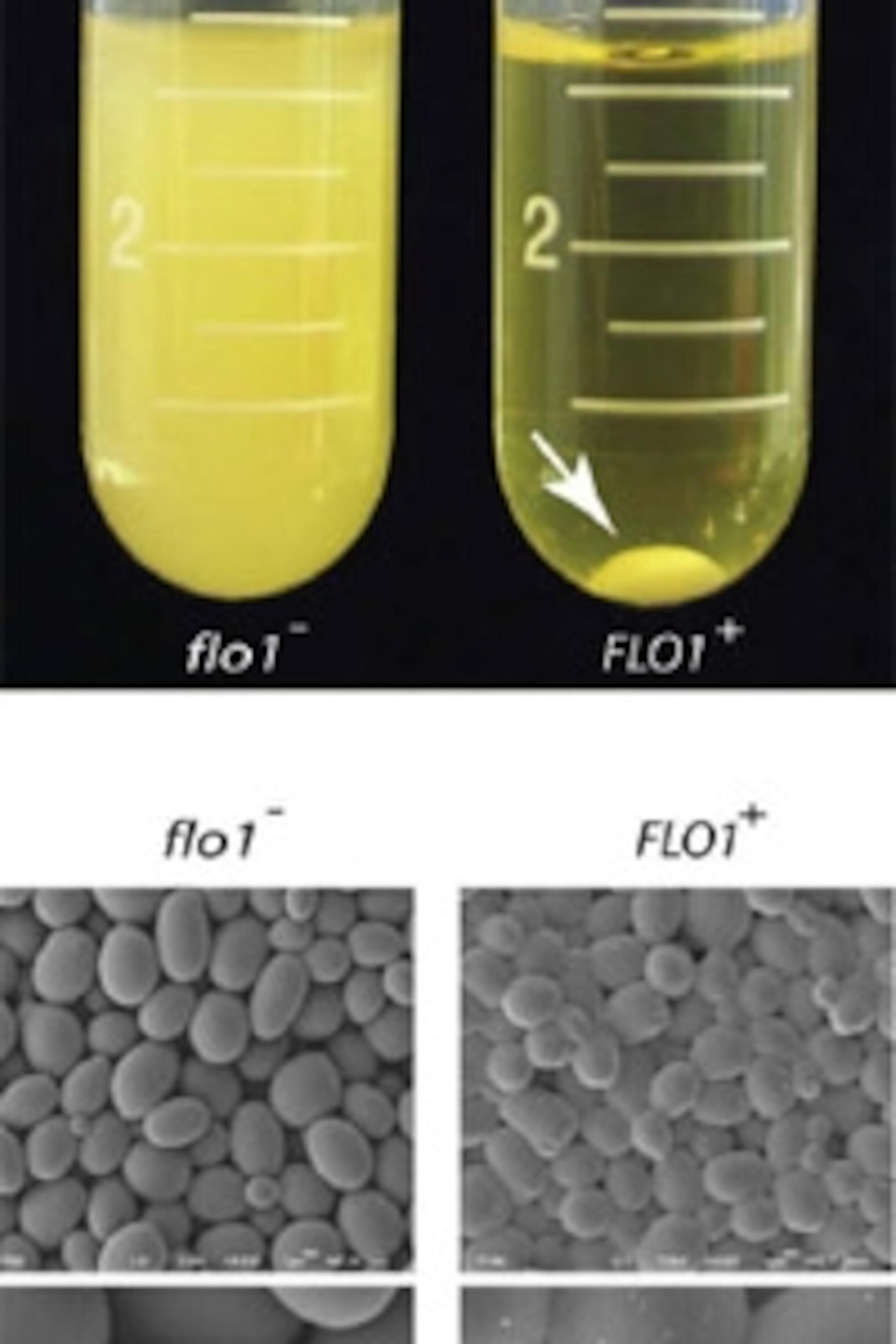 Green beards, flocs of yeast and the evolution of cooperation
