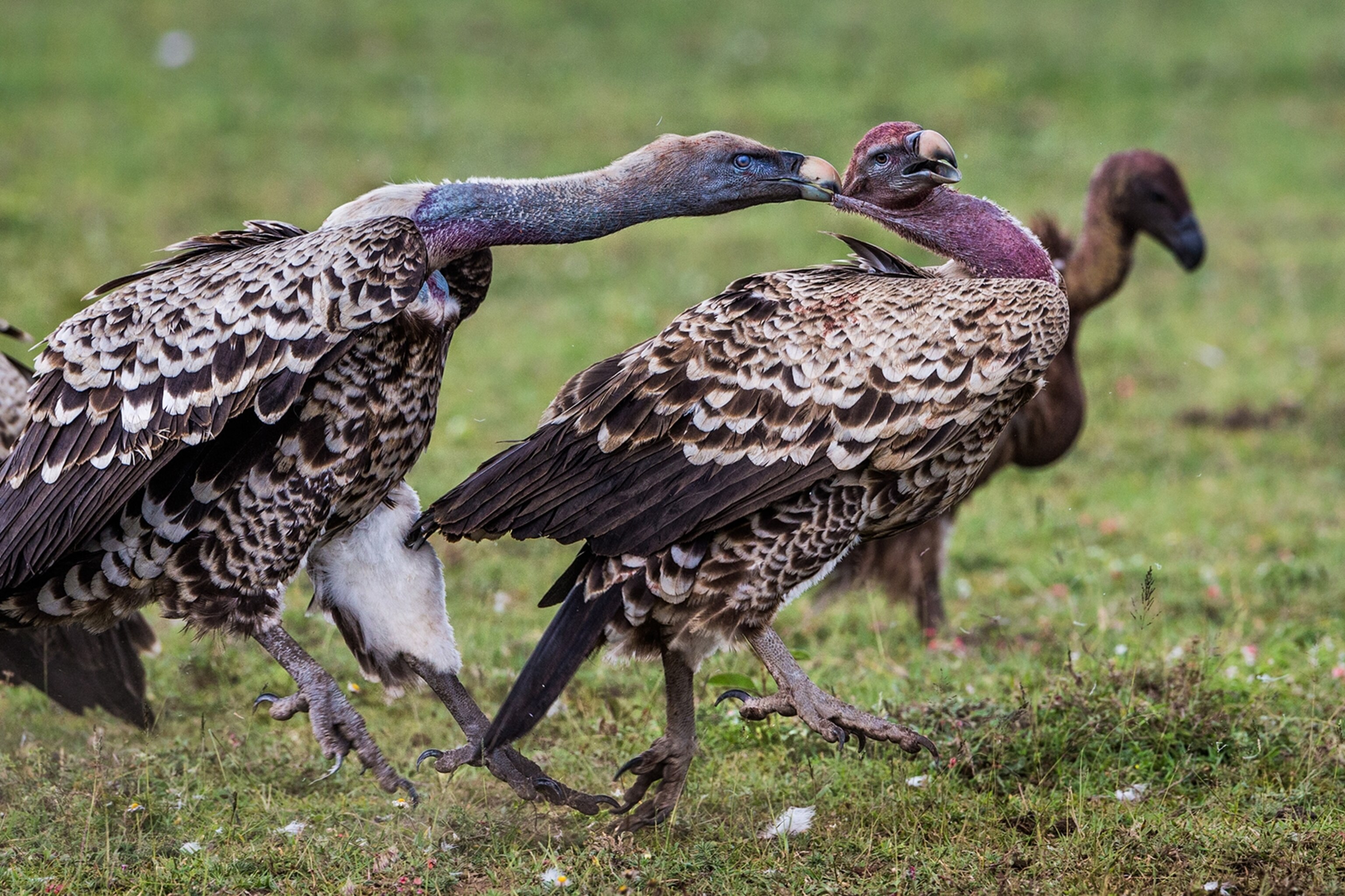 Vultures Are Revolting. Here’s Why We Need to Save Them.