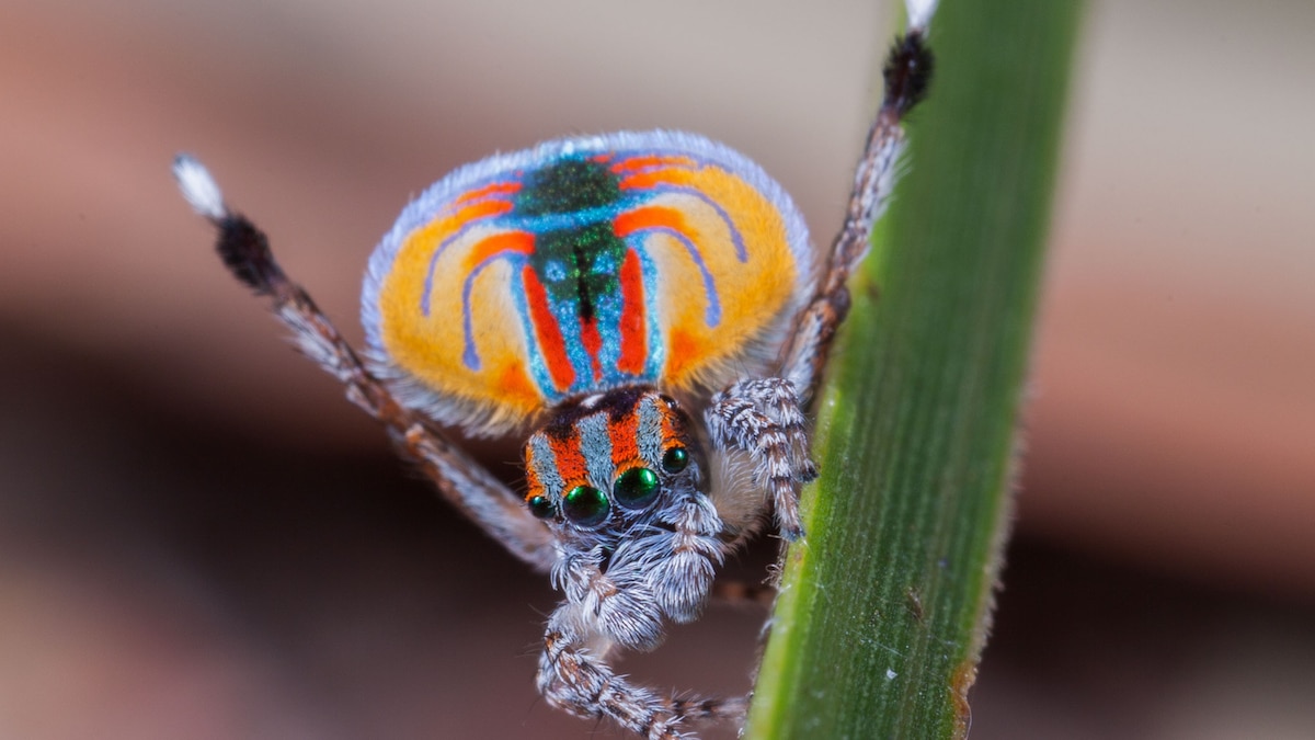 Female Peacock Spiders Underwhelmed By Disco-Dancing Suitors | National ...