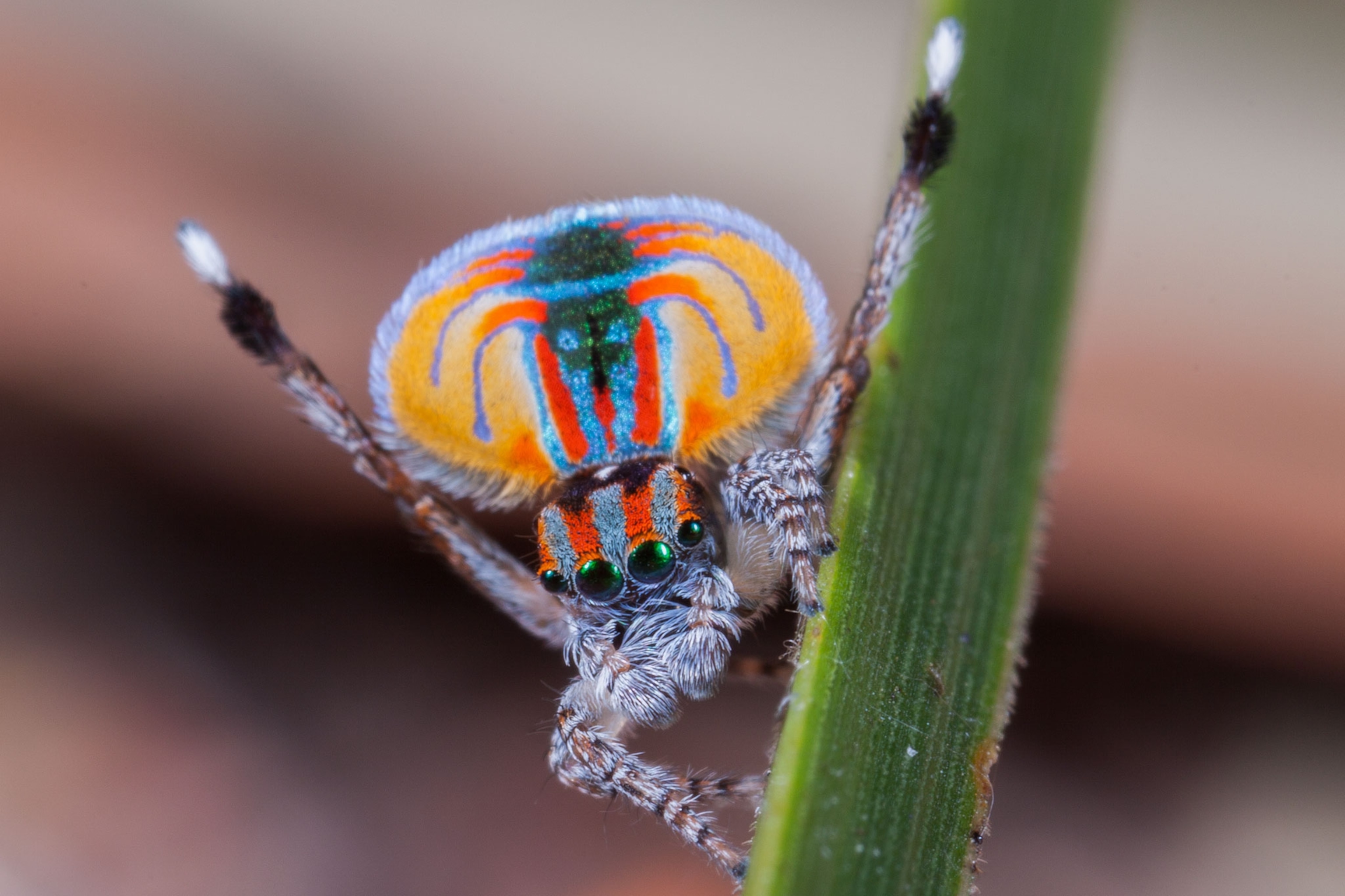 Female Peacock Spiders Underwhelmed By Disco-Dancing Suitors