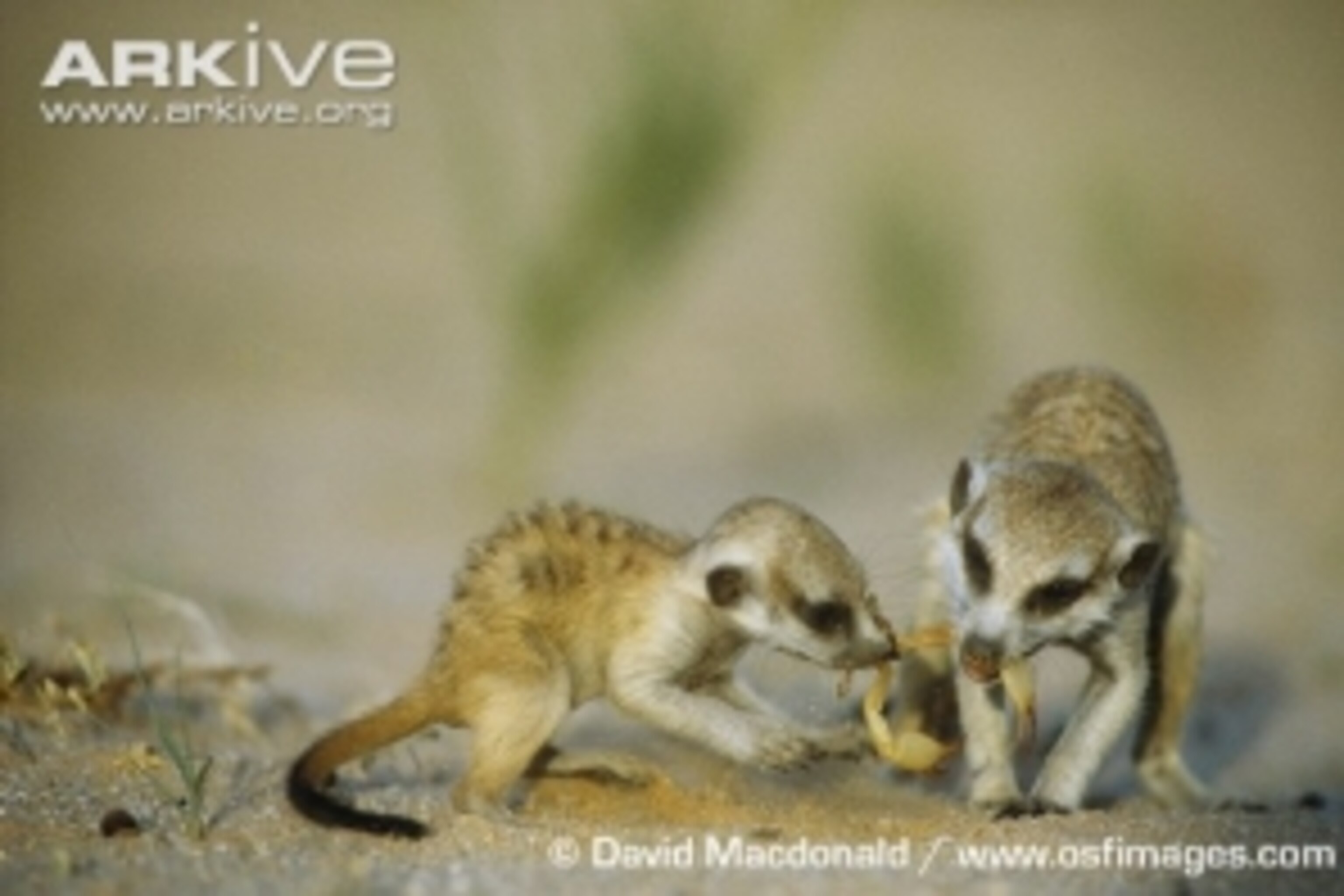 Are we the teachable species?