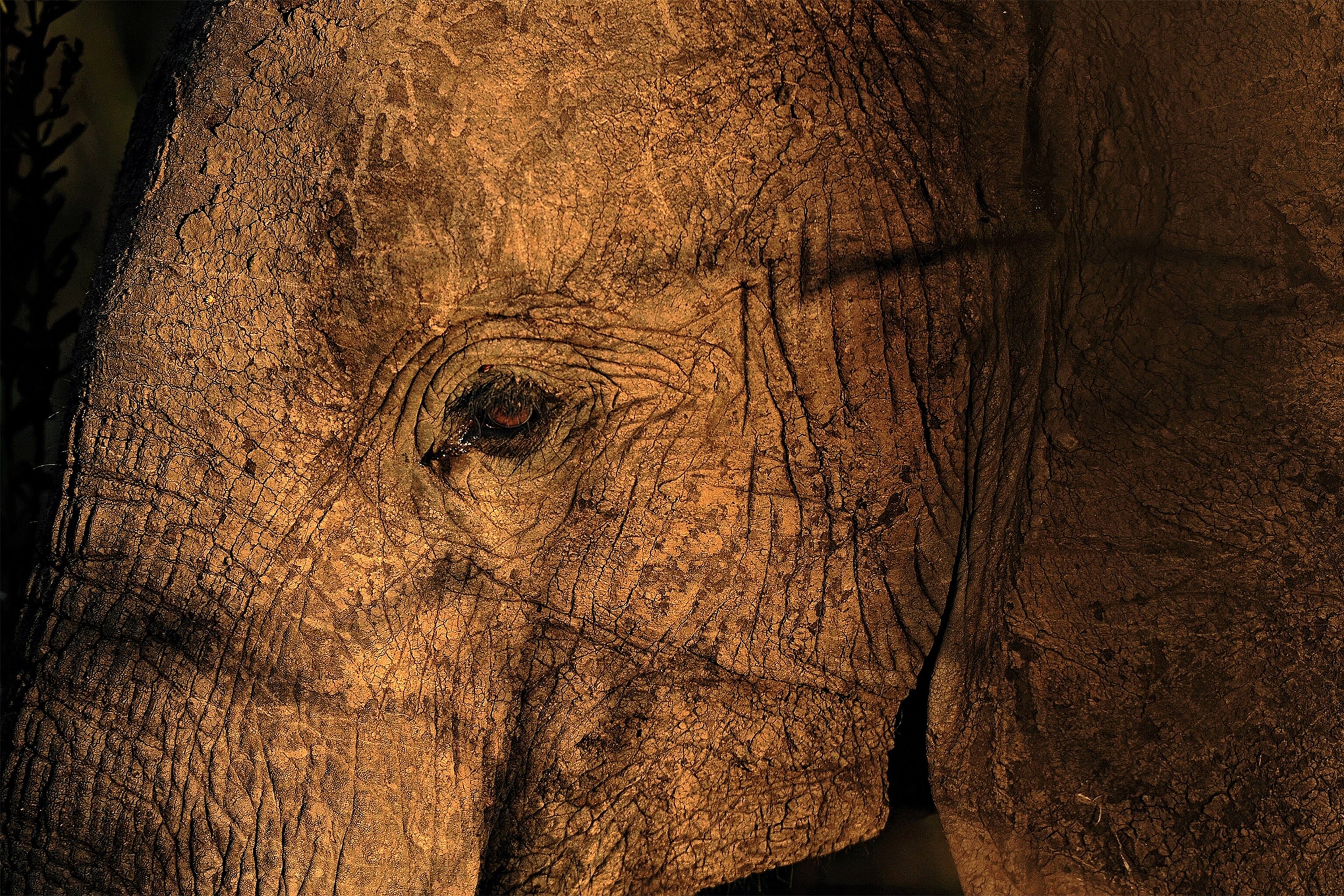Q&A: Report Alleges Governments' Complicity in Tanzanian Elephant Poaching