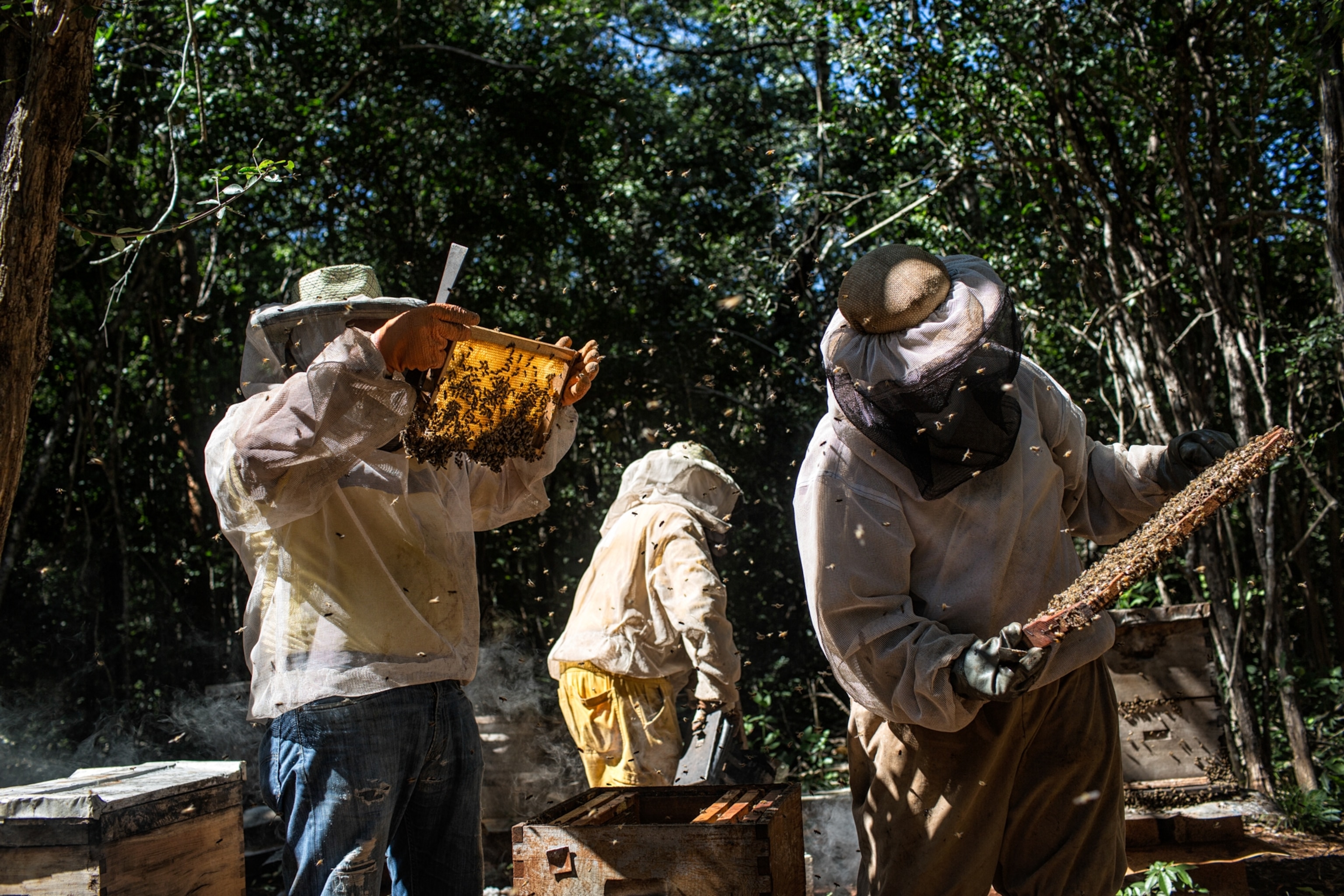 An unlikely feud between beekeepers and Mennonites simmers in Mexico