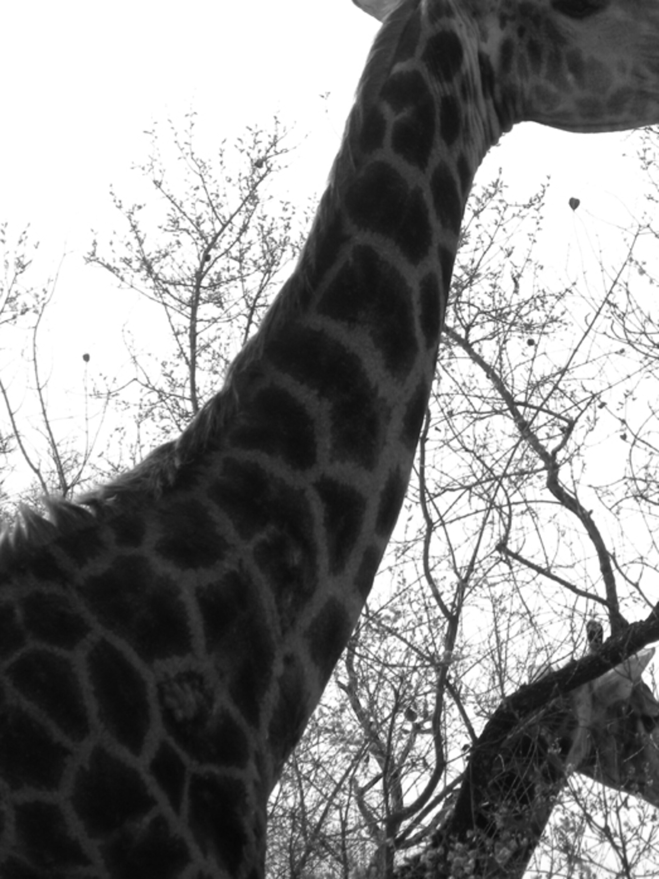 South African photo safari – giraffe