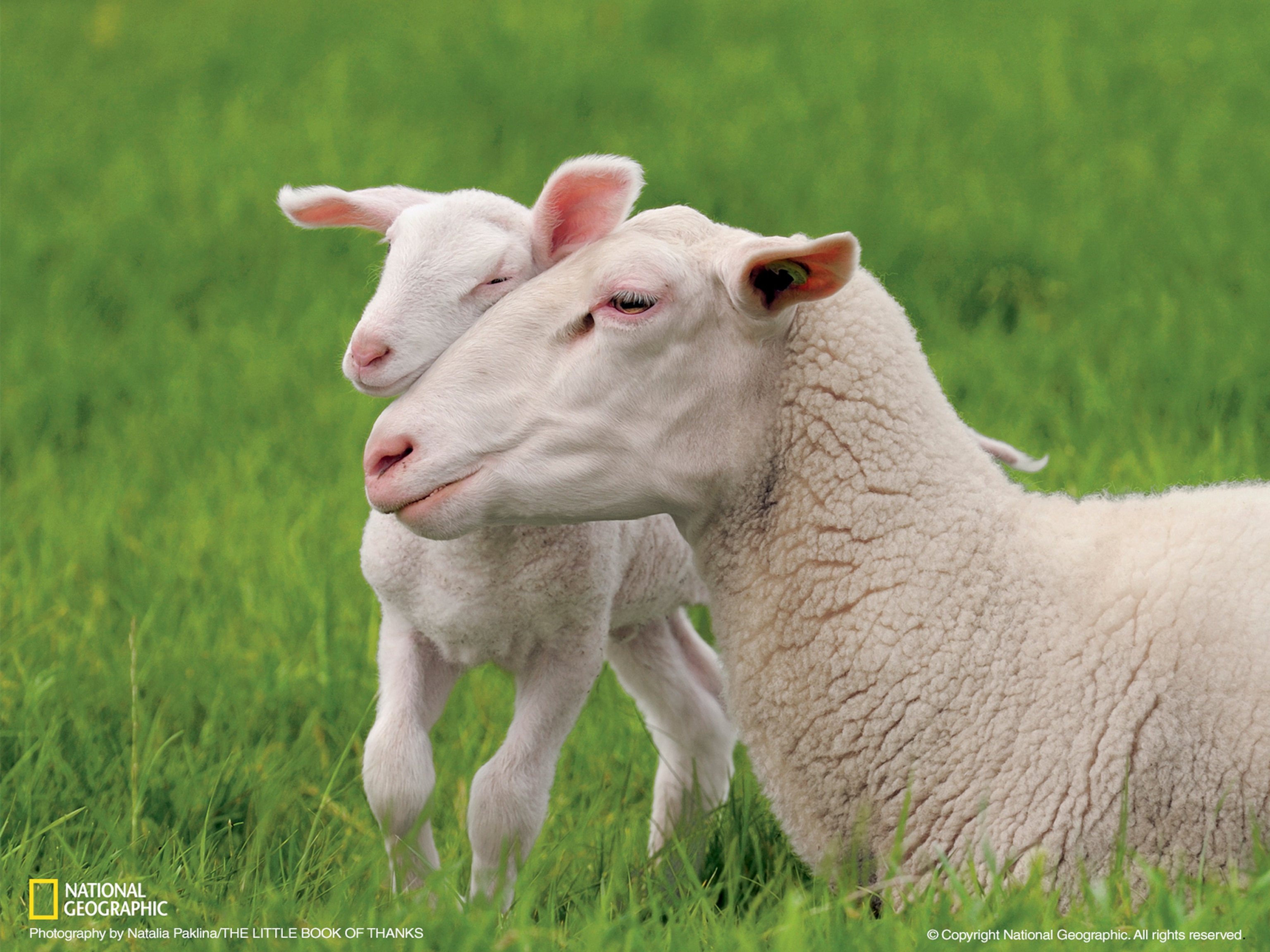 Photo Gallery — The Little Book of Thanks — National Geographic ...