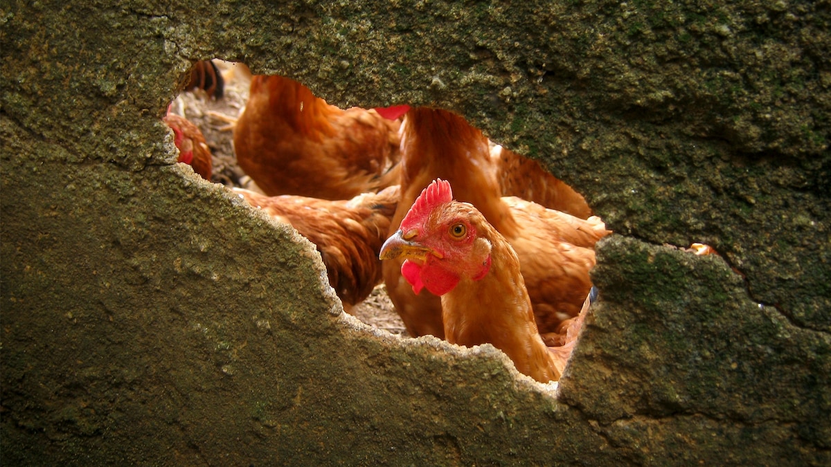 Chicken DNA Challenges Theory That Polynesians Beat Europeans to ...