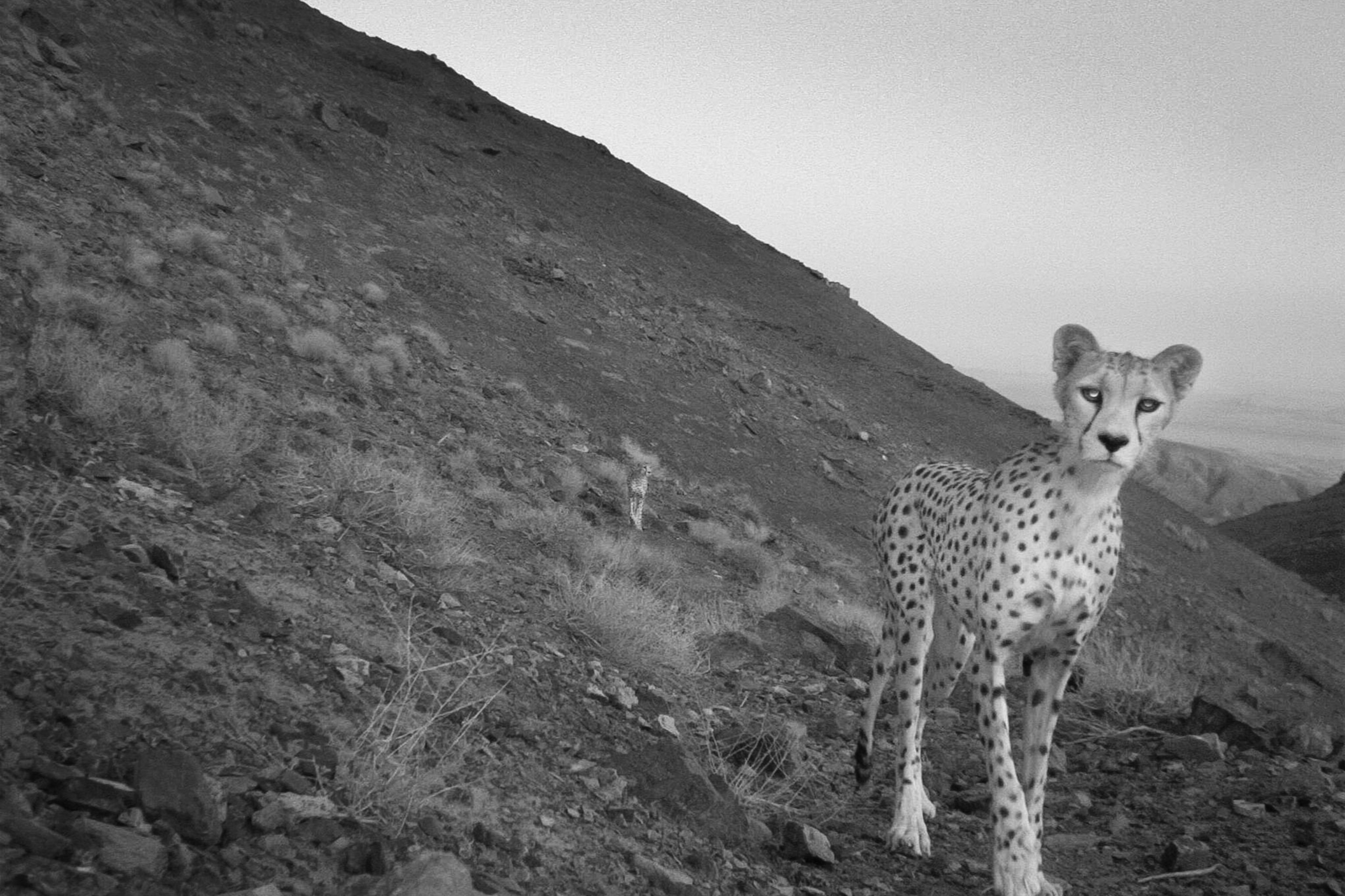 Jailed researchers trying to protect threatened cheetahs in Iran await ...