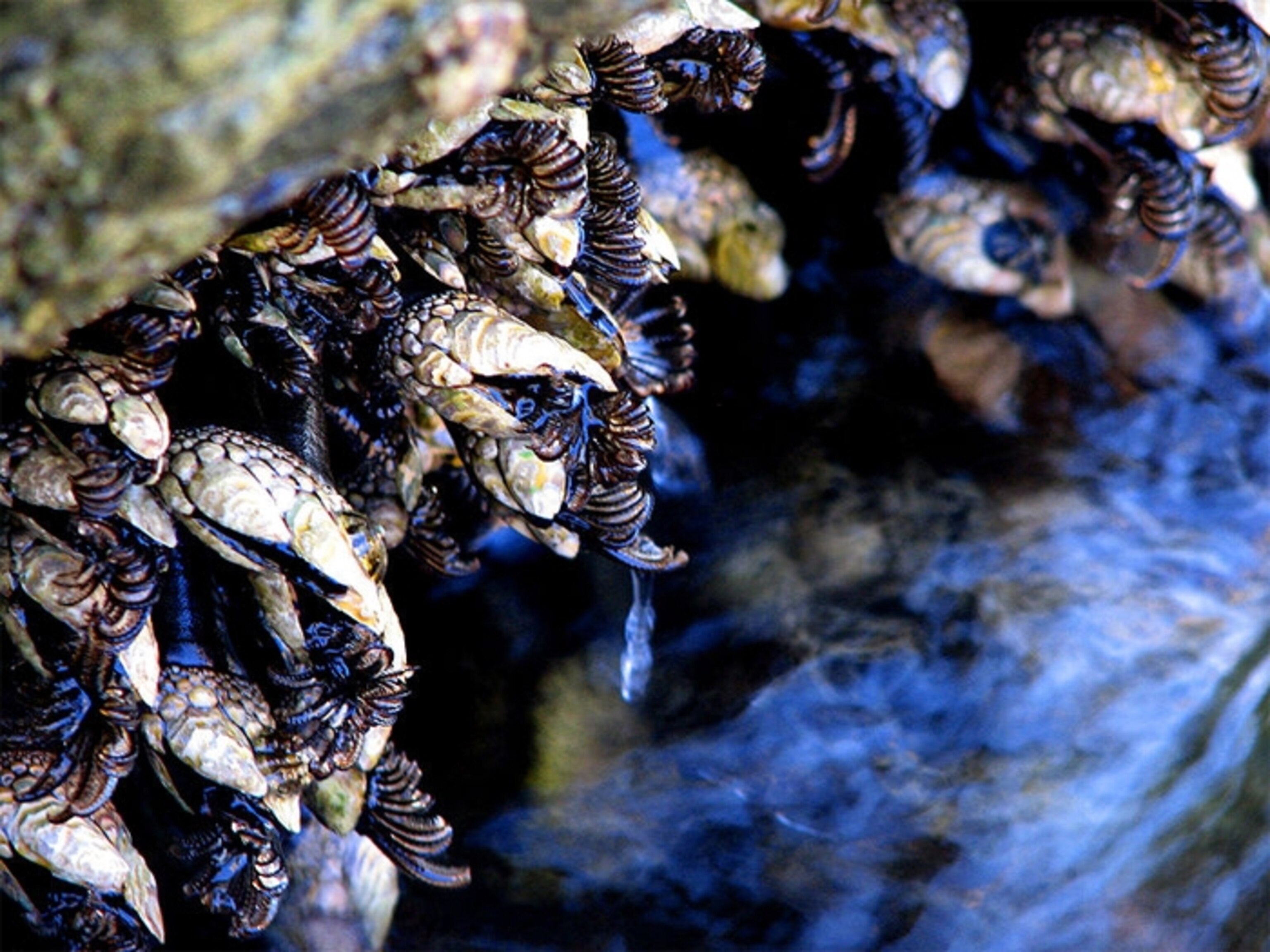 Poorly-Endowed Barnacles Overthrow 150-Year-Old Belief
