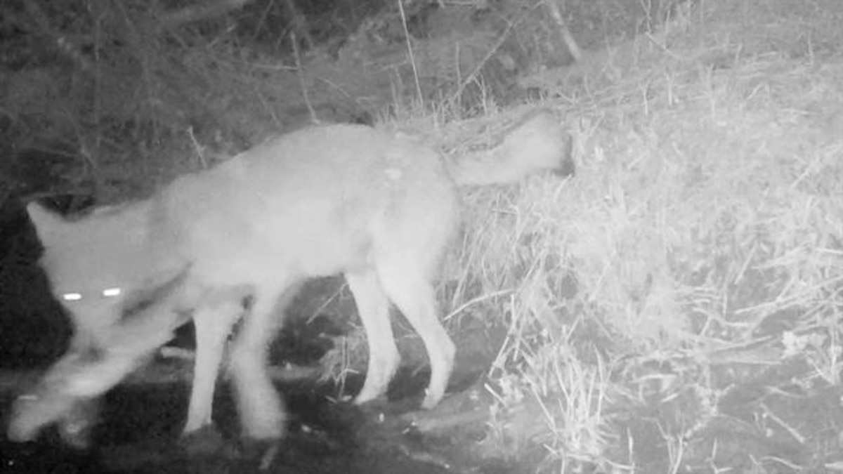 The secret lives of fish-eating, beaver-ambushing wolves of Minnesota ...