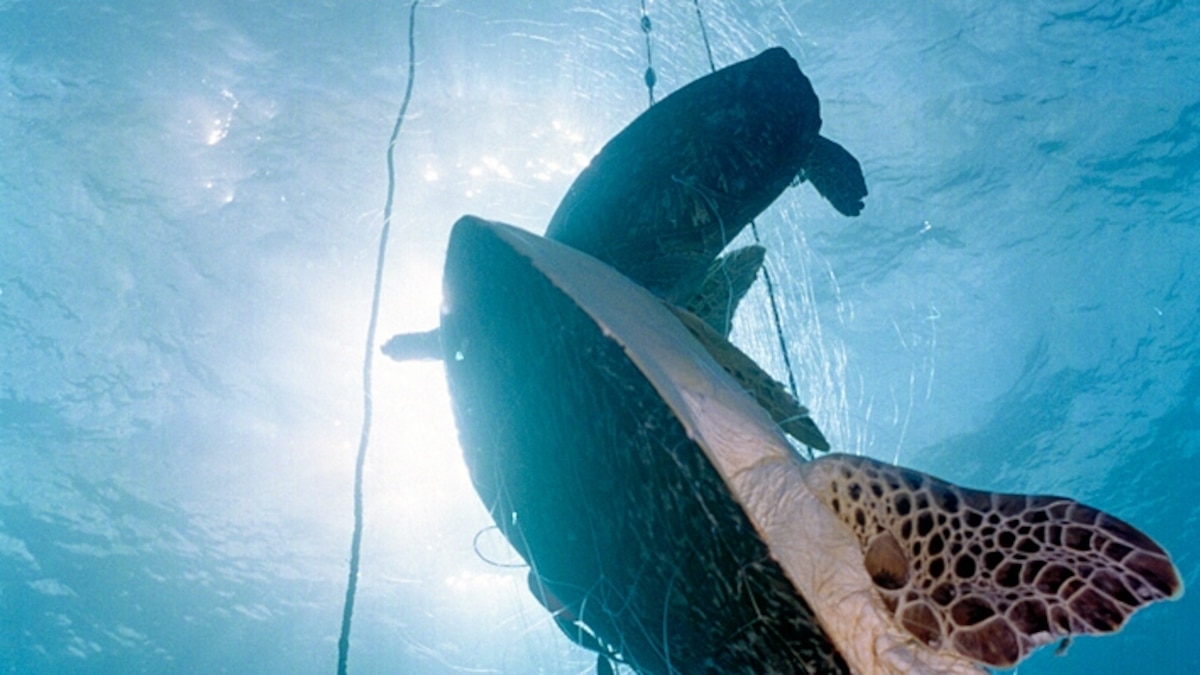 Pictures: Millions of Sea Turtles Killed Accidentally? | National ...
