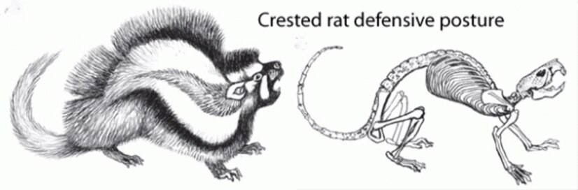 African crested rat store