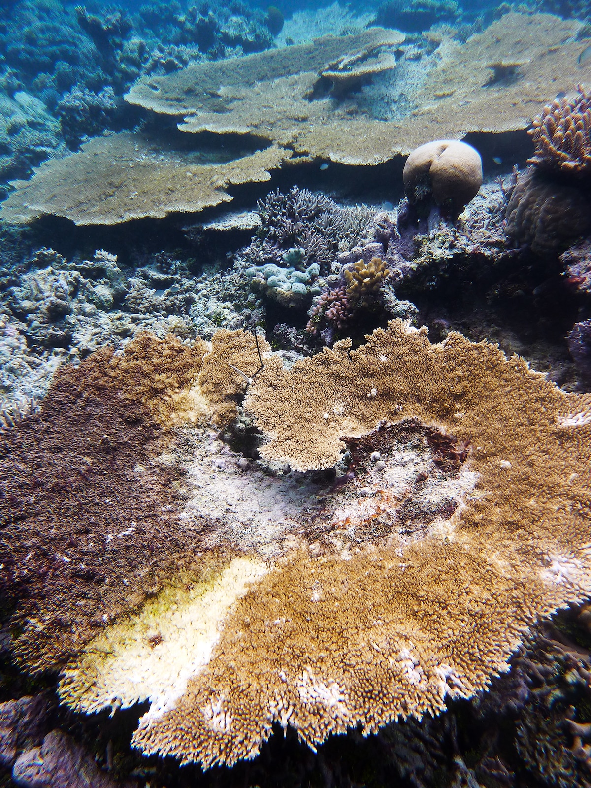 Digging Up the Seafloor Makes Coral Reefs Sick | National Geographic