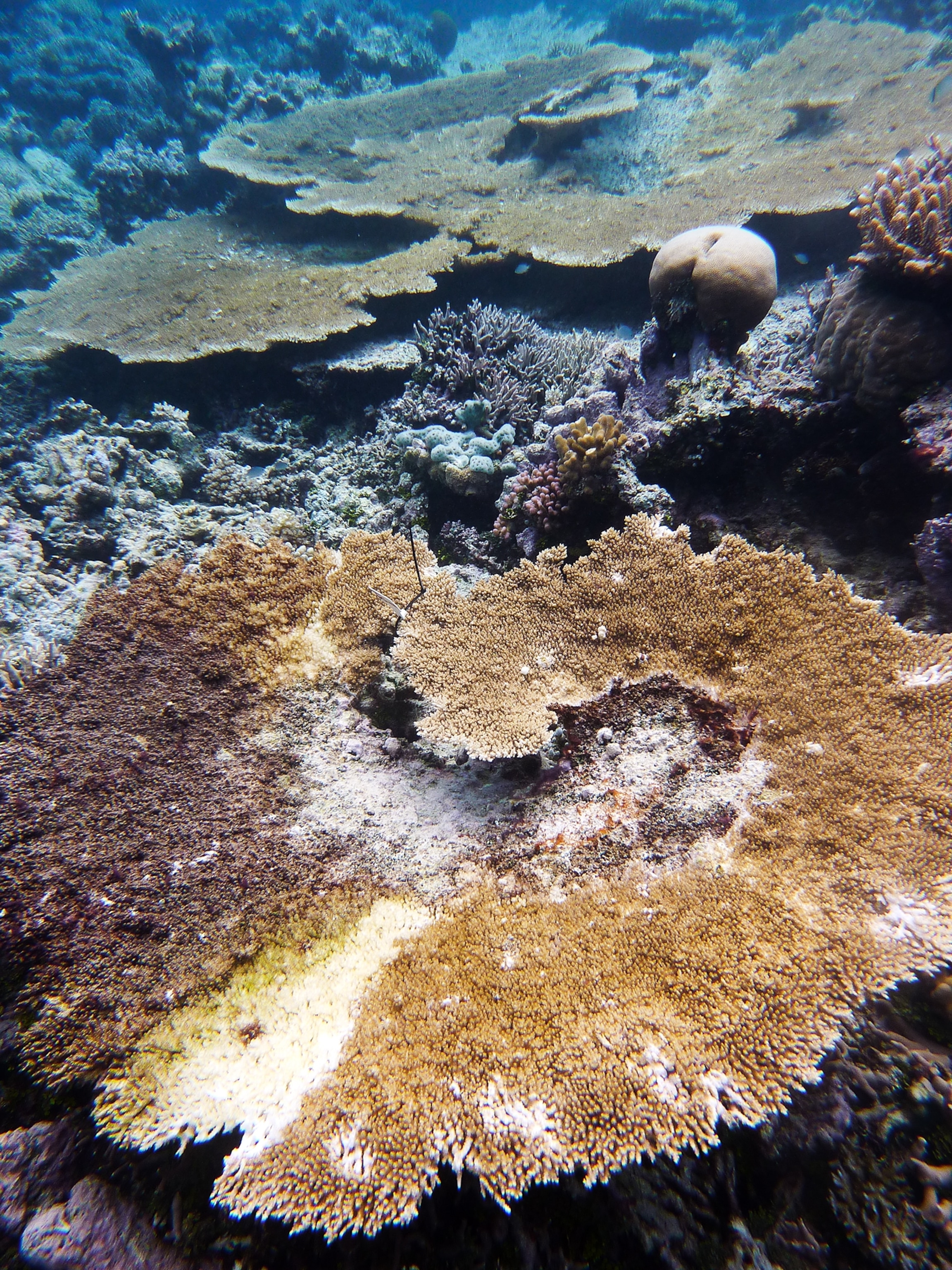 Digging Up the Seafloor Makes Coral Reefs Sick