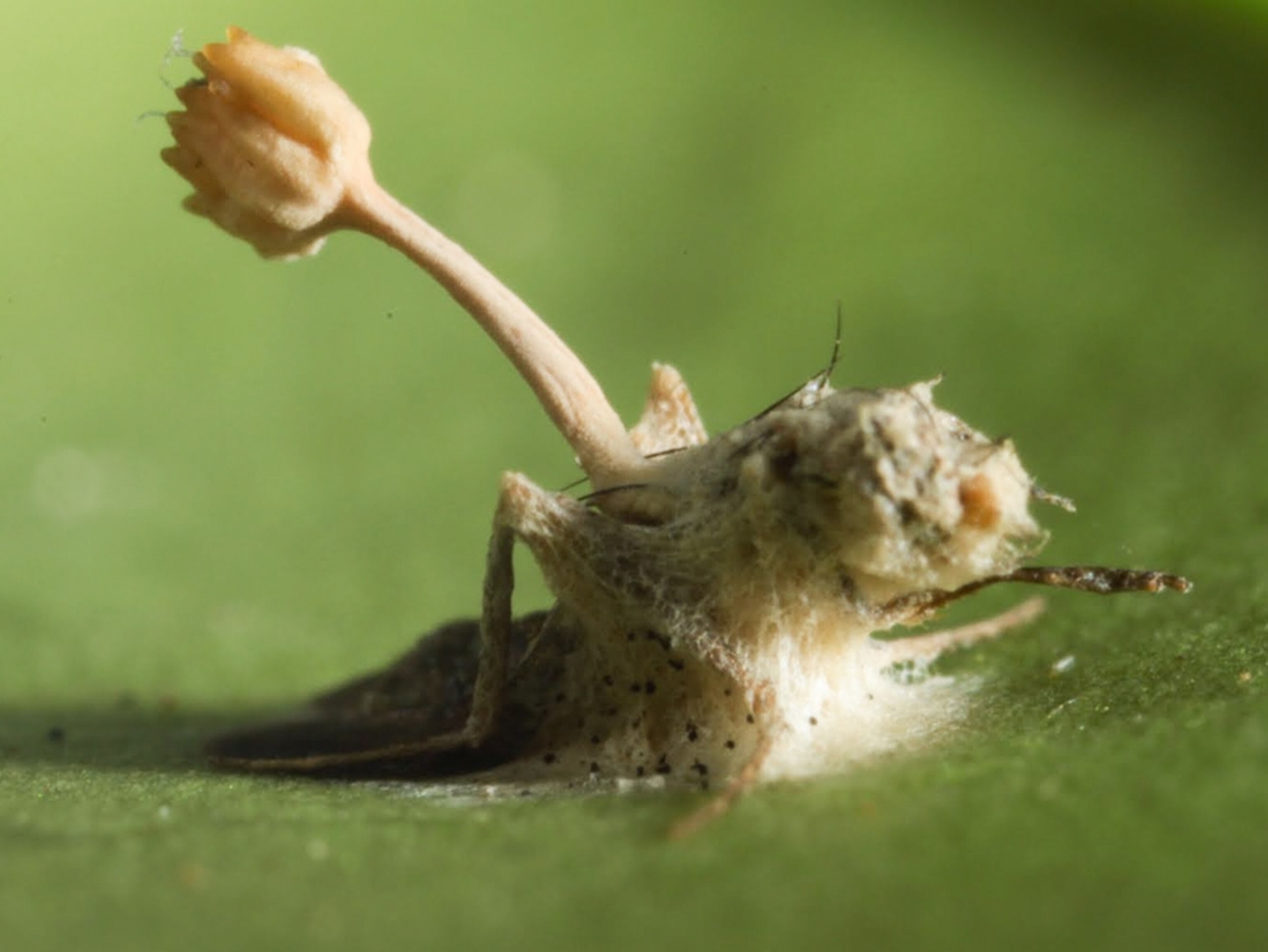 Photos: "Zombie" Ants Found With New Mind-Control Fungi