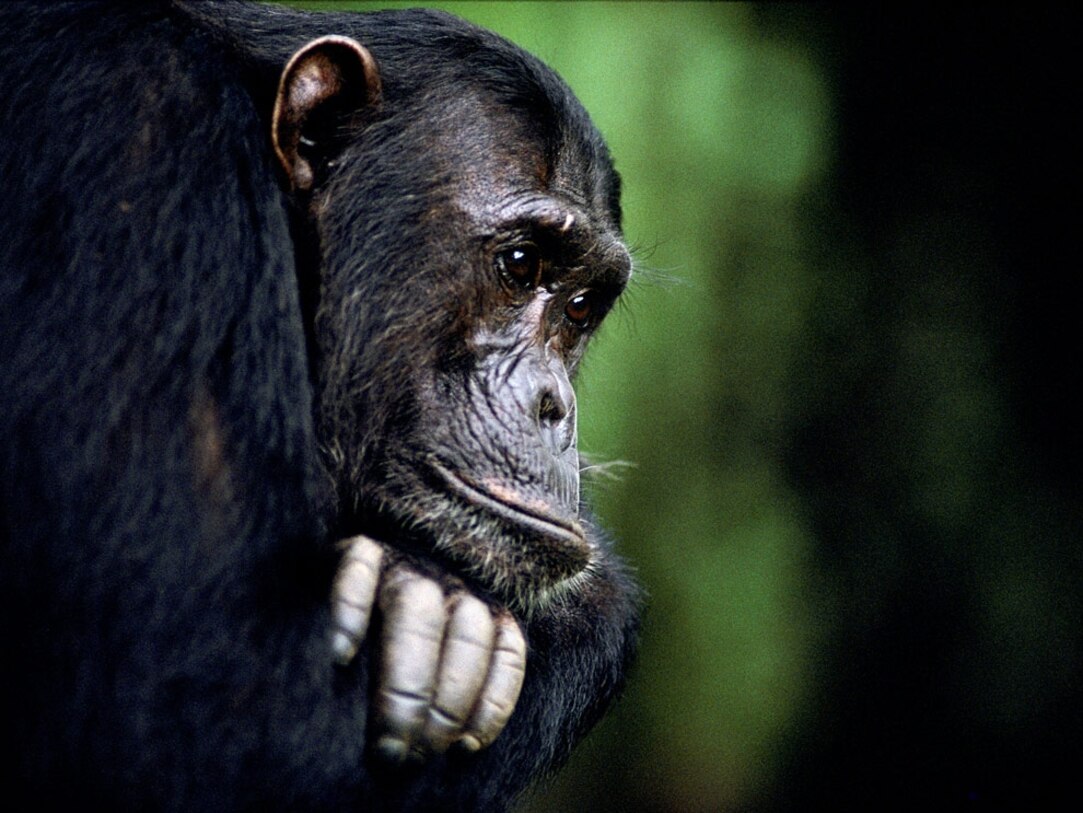 Chimpanzee Face Profile