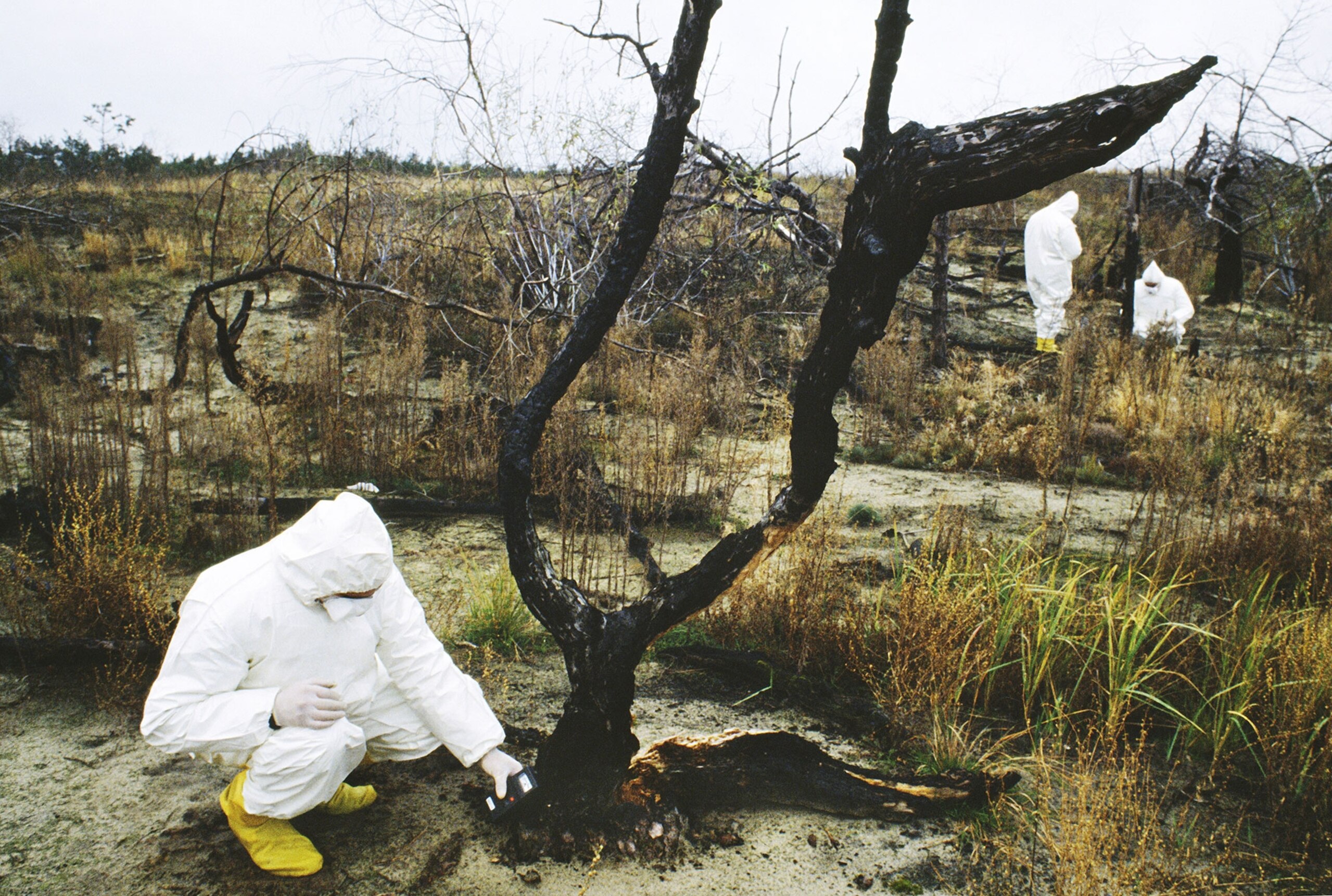 Chernobyl Radiation Effects The Wildlife In Chernobyl Might Be