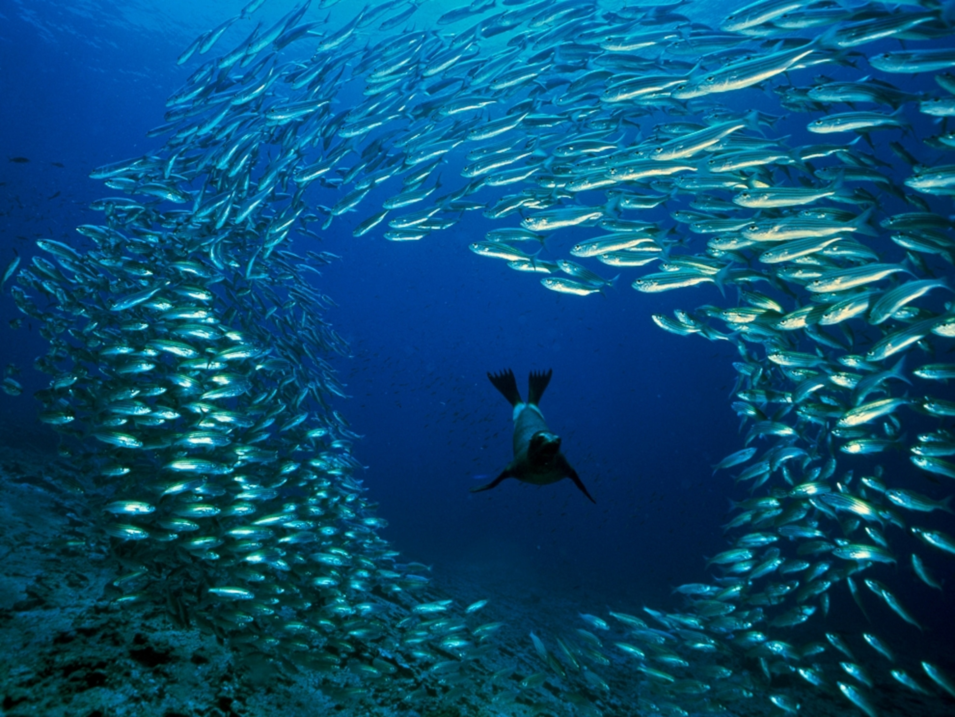 Schools of Fish Pictures, Schools of Fish Photos, Photo Gallery ...