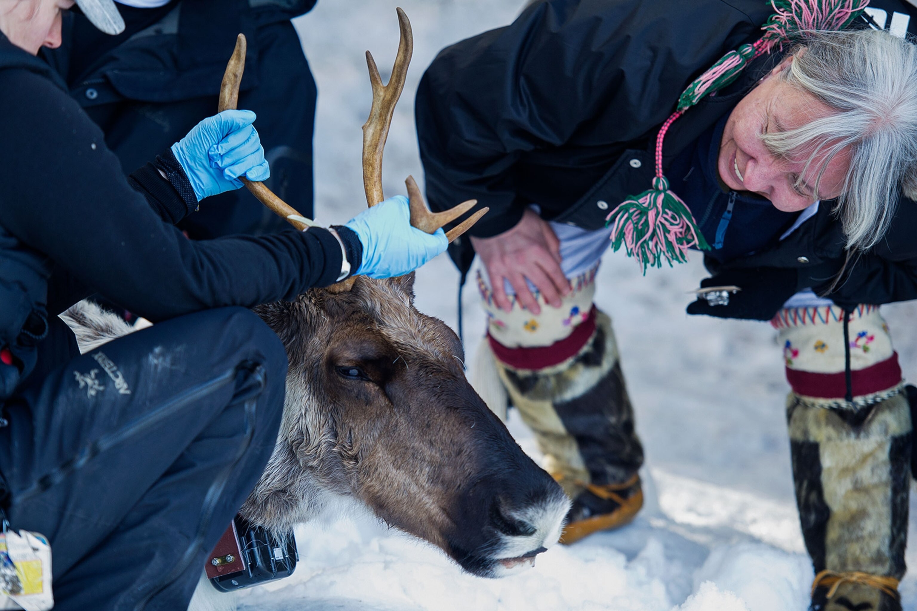 Airlifting Pregnant Caribou Away From Wolves
