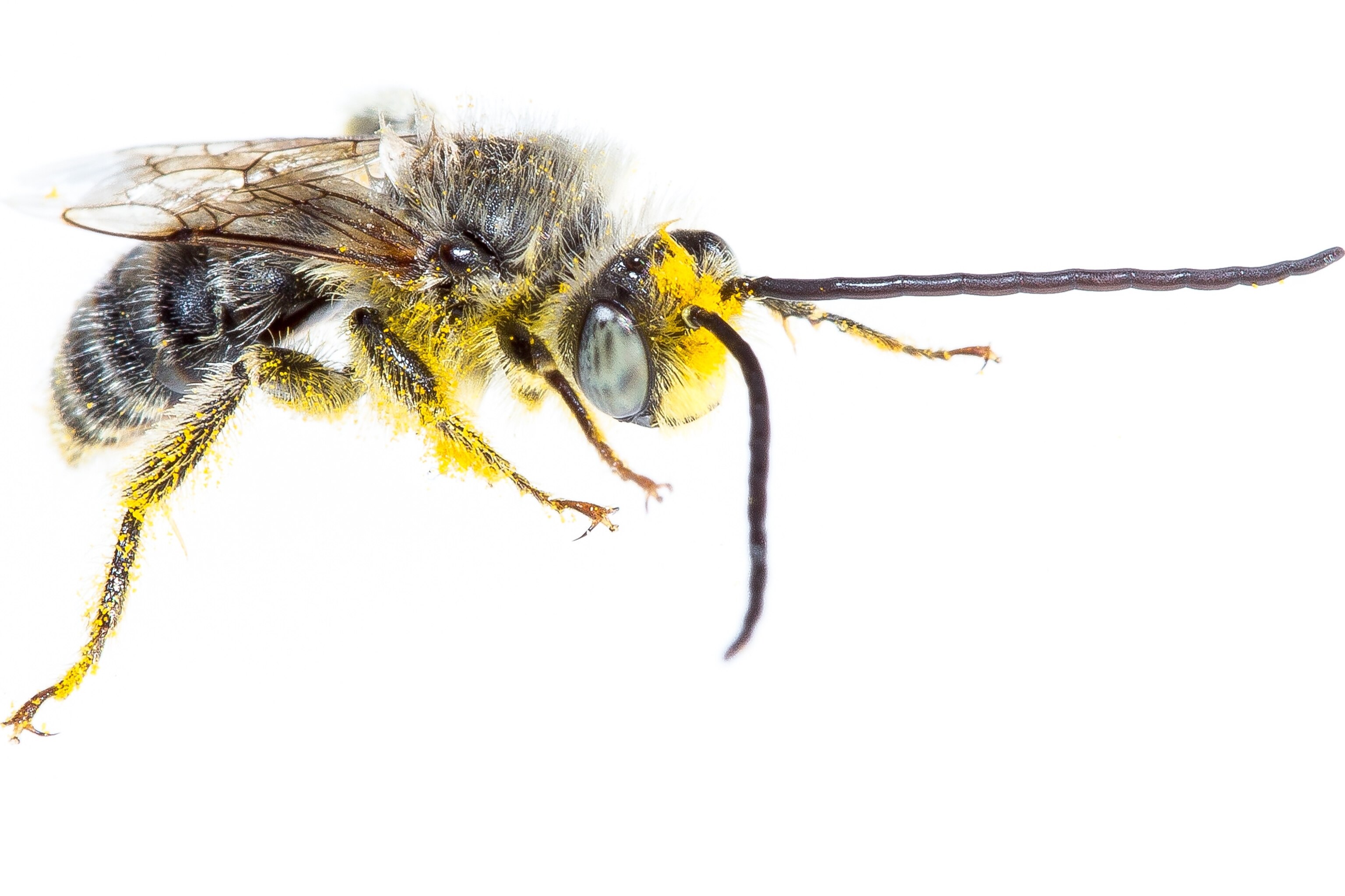 Sunflowers make bees poop—a lot. Here’s why that’s good.