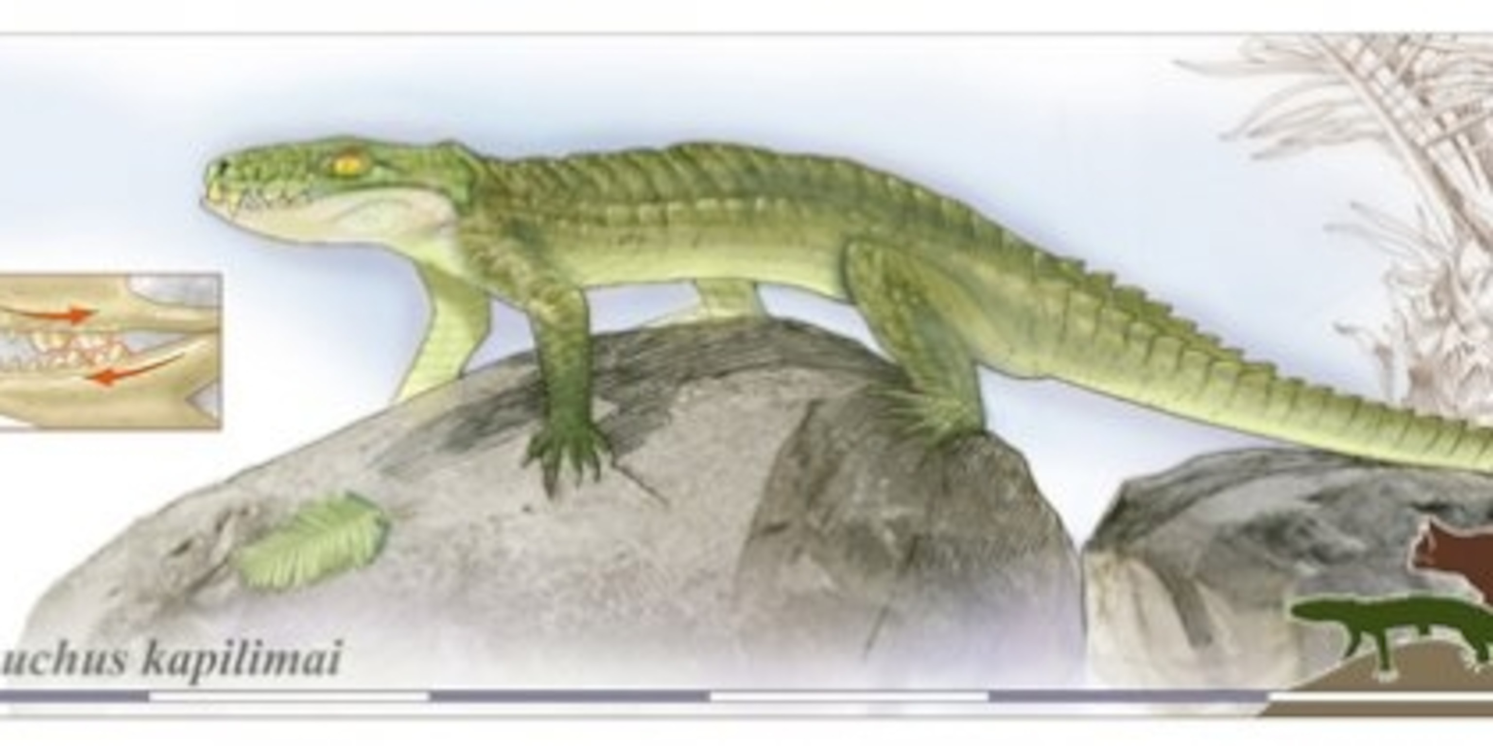 Pakasuchus – the crocodile that’s trying to be a mammal