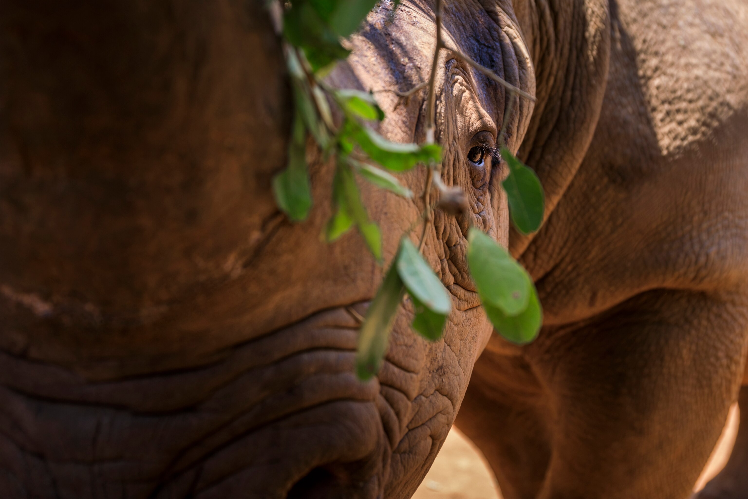Up close with Rwanda's wildlife