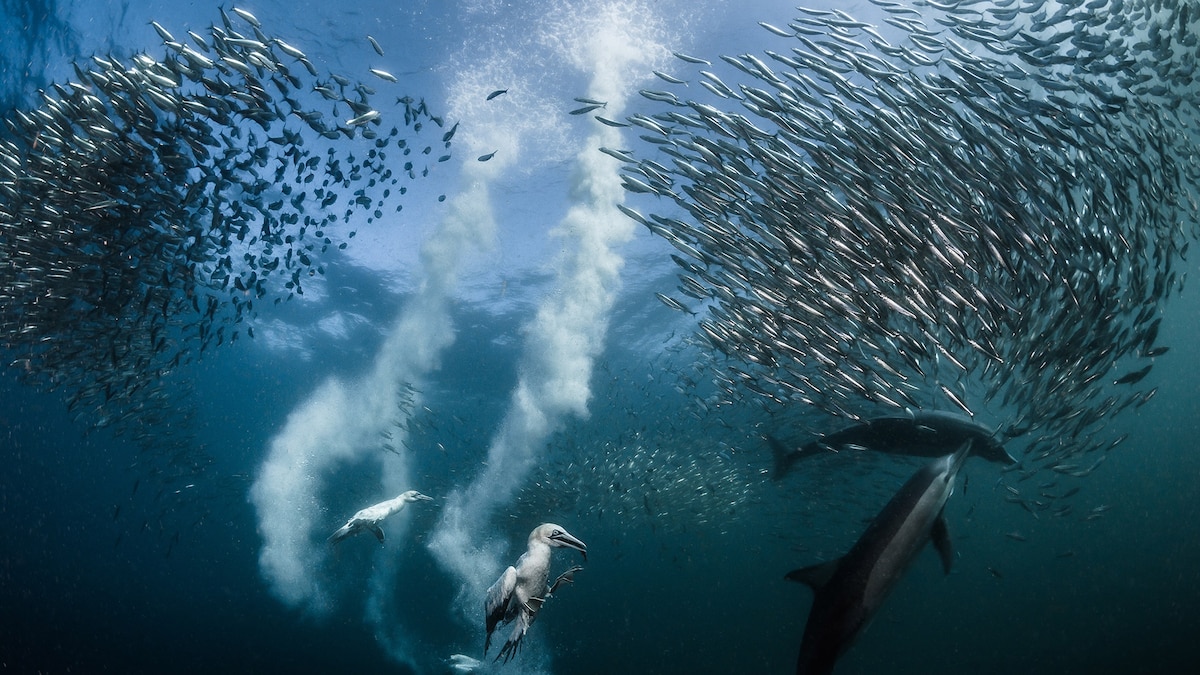 Winning the National Geographic photo contest changed these ...