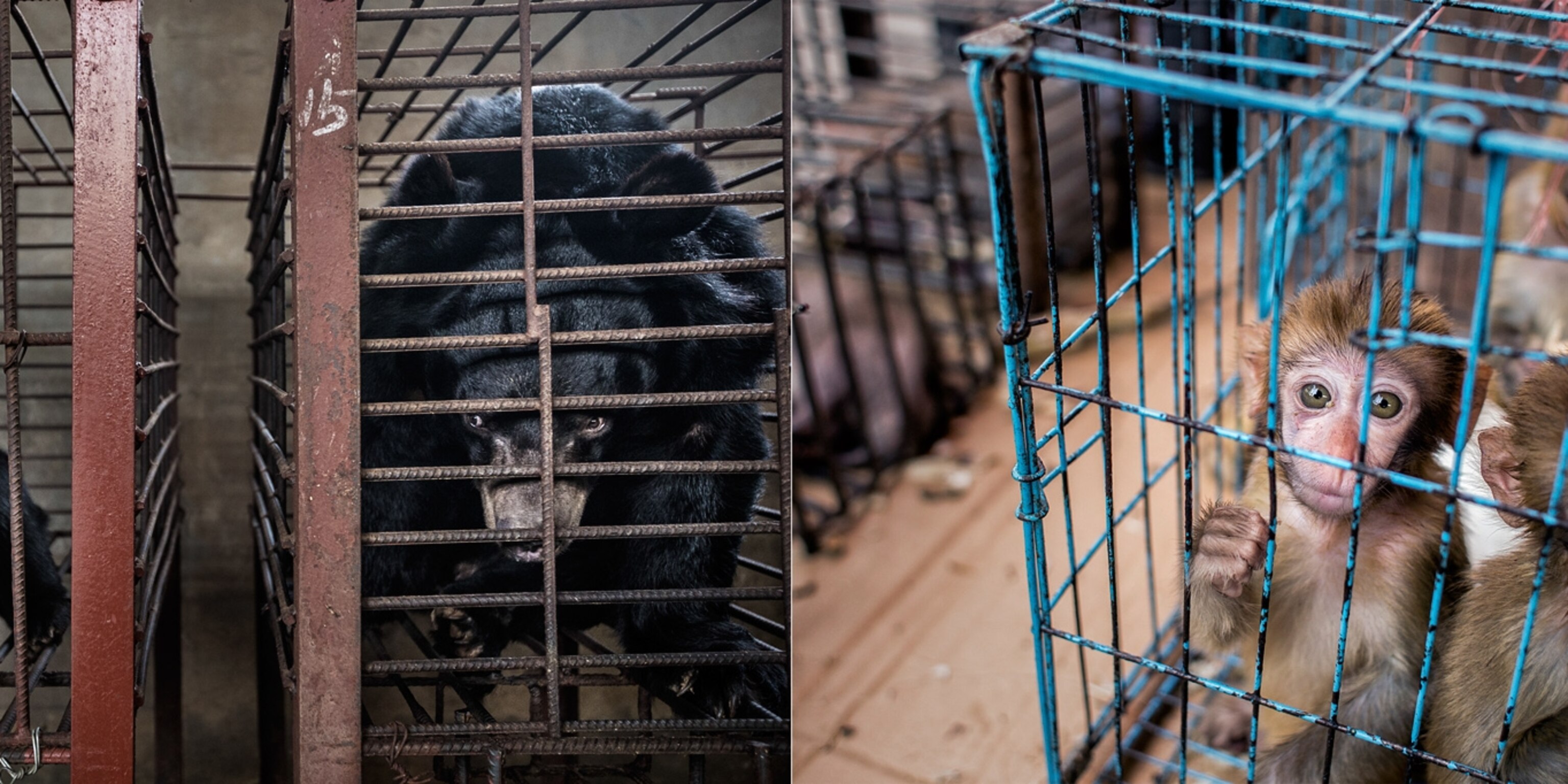 China's Expanding Middle Class Fuels Poaching, Decadence in Myanmar