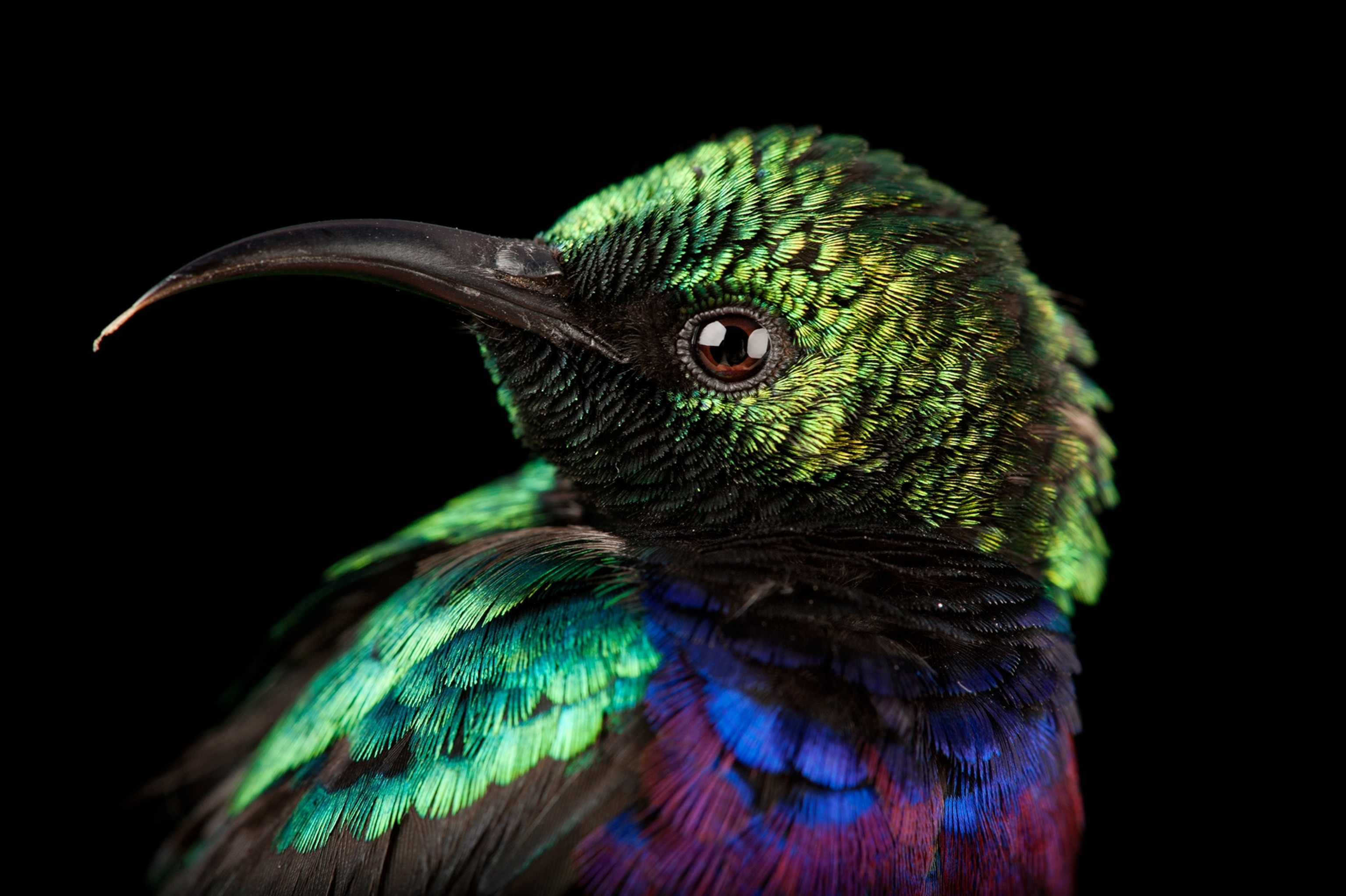 A Flight of Birds: Photo Ark Gallery — National Geographic Animals ...