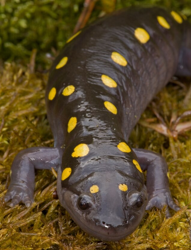 Black Knobby Newt