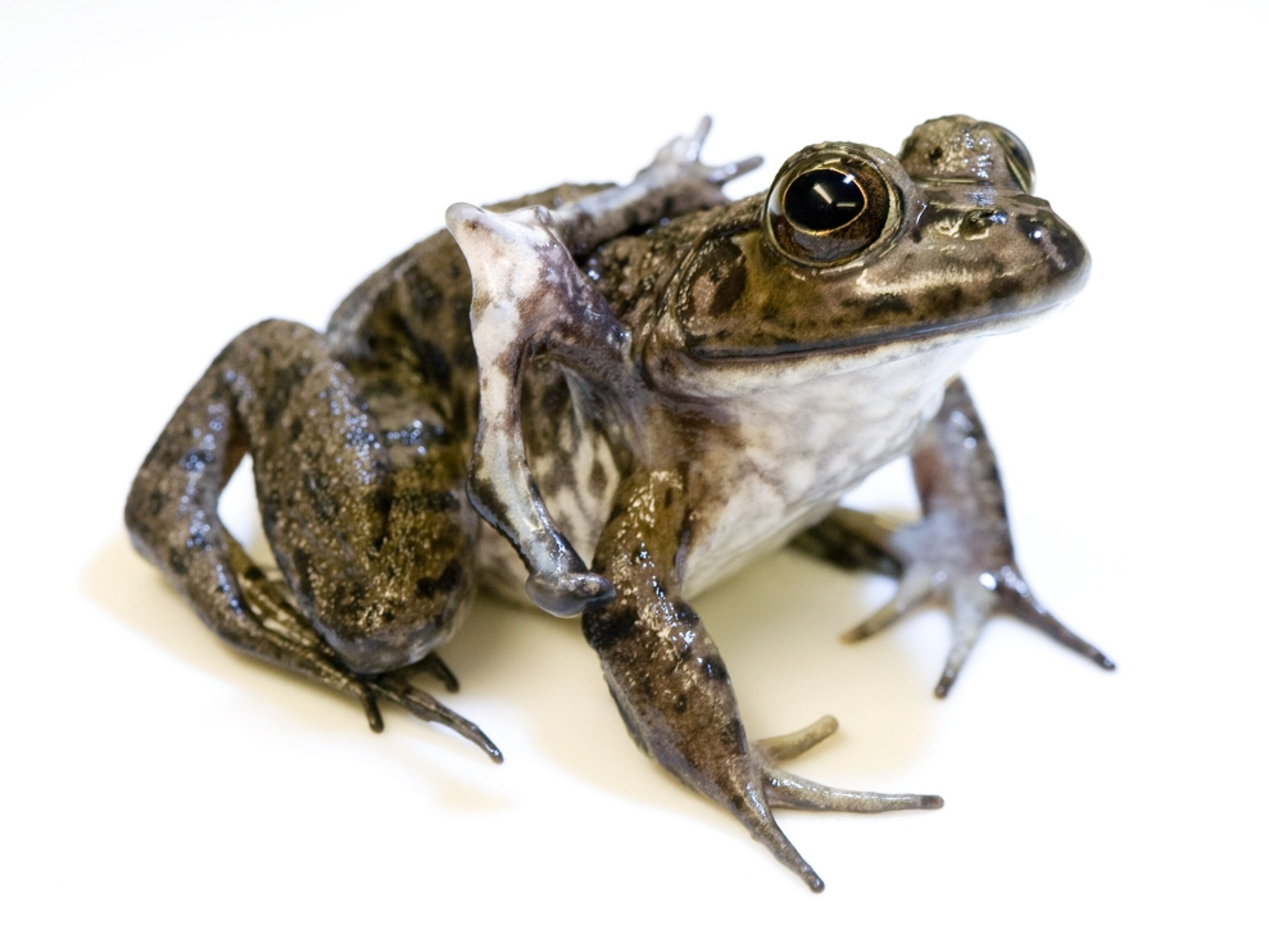 Pictures: U.S. Frogs Deformed by Parasite Infections